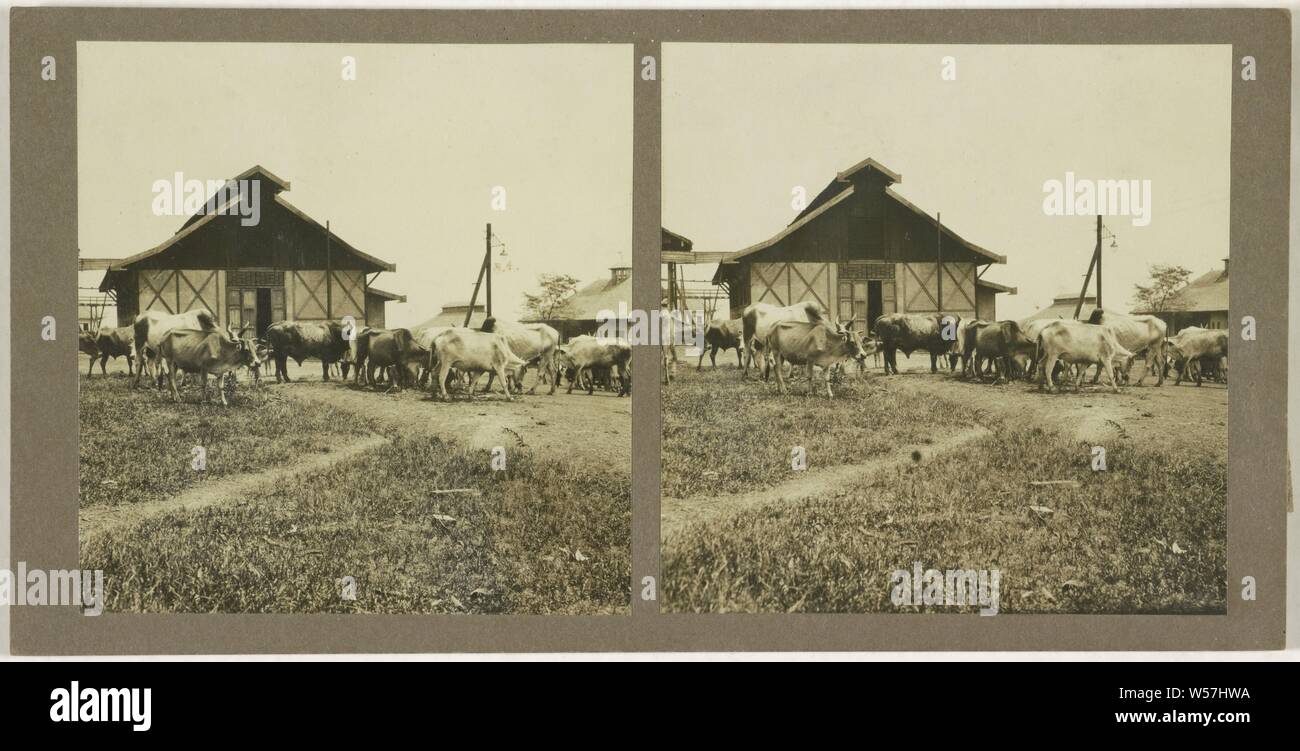 Ned. Indie, Borneo, stray cows with barns in the background, anonymous ...