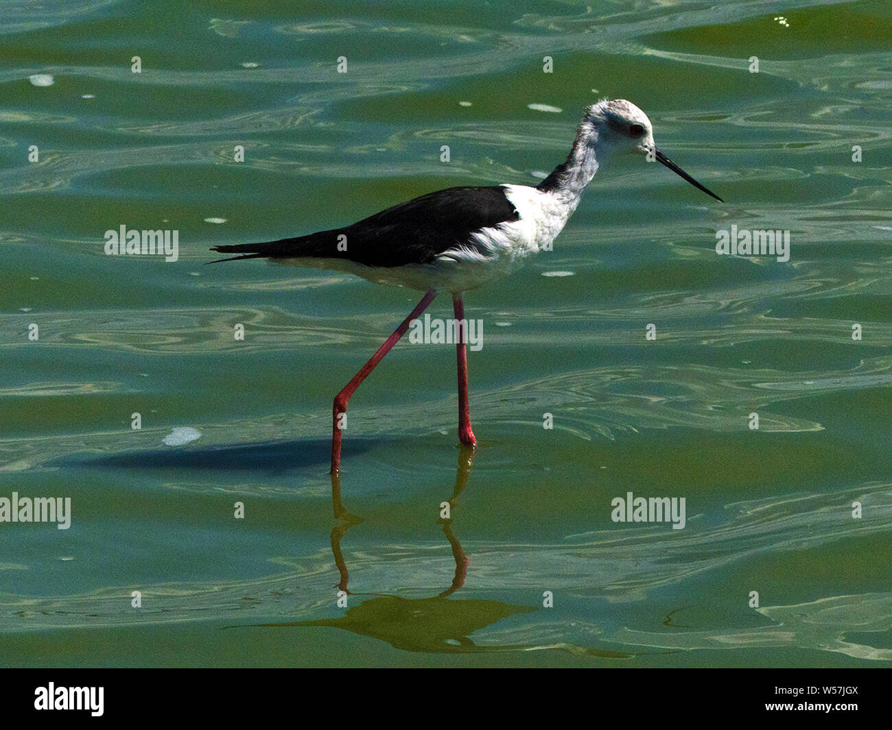 The distinctive long red legs and beak, the Black-winged Stilt is an ...