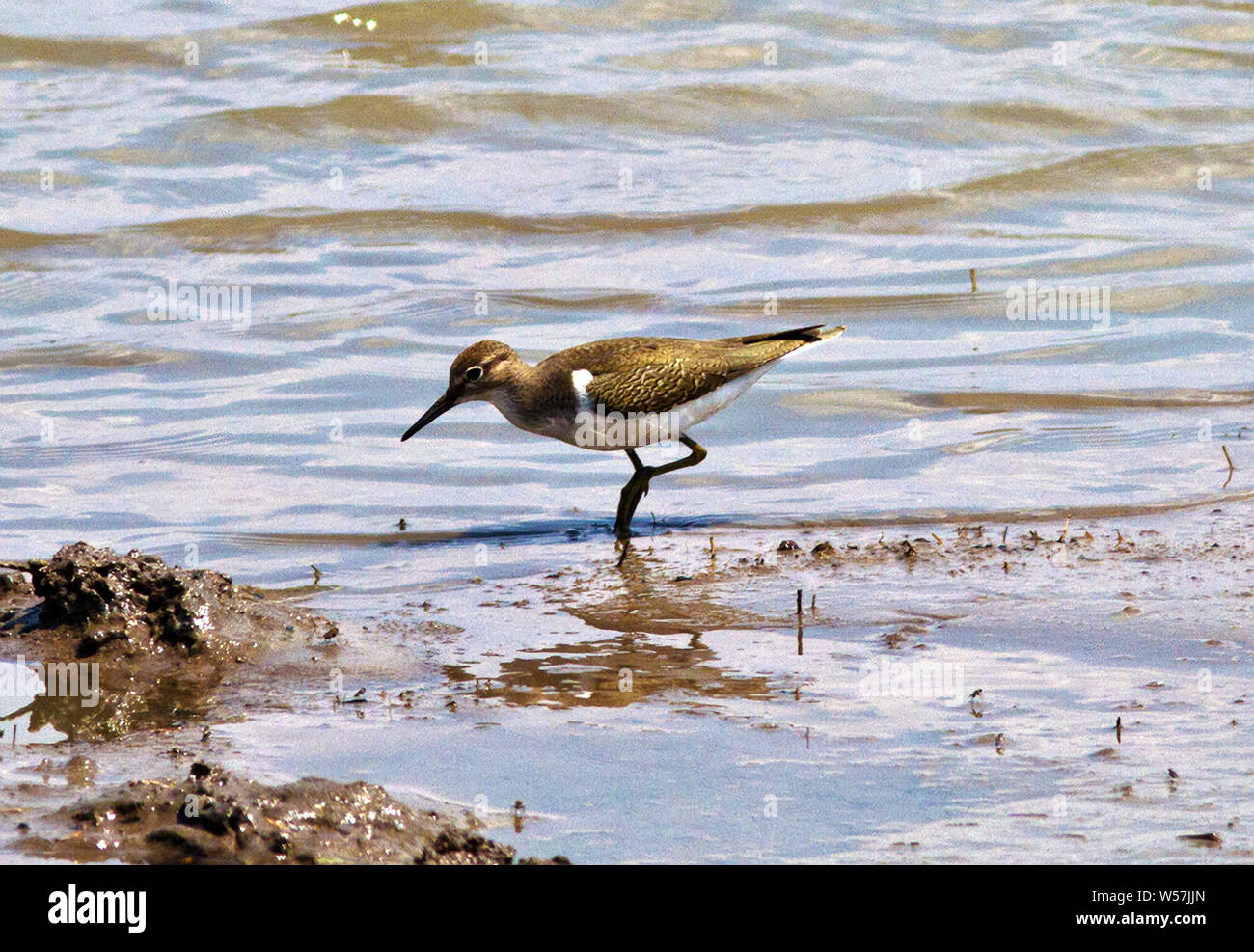 Common sandpiper breeding plumage hi-res stock photography and images ...