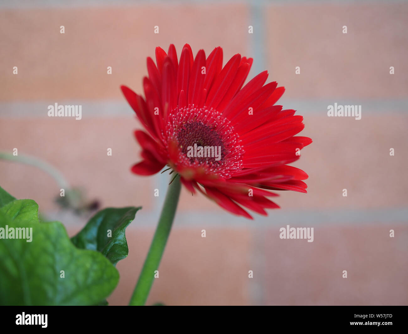 Gerbera hybrida hi-res stock photography and images - Alamy
