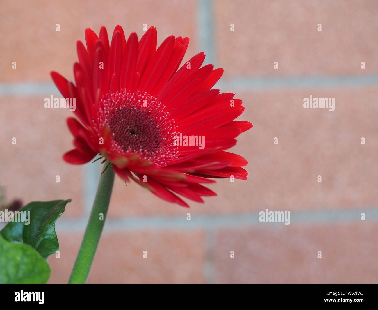 red flower of plant gerbera (Gerbera Hybrida) daisy Stock Photo - Alamy