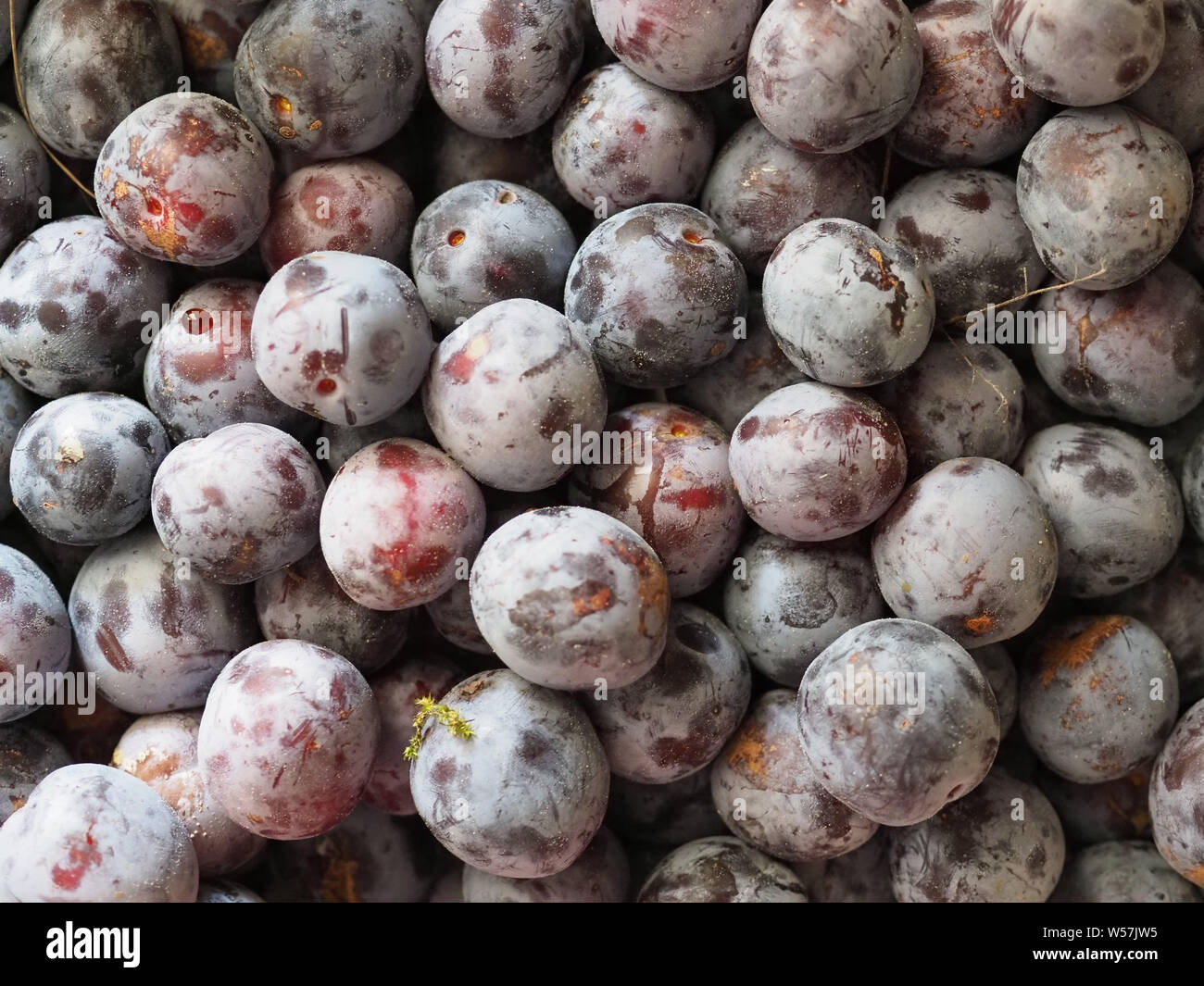 plum prune (Prunus domestica) aka European plum fruit vegetarian food ...