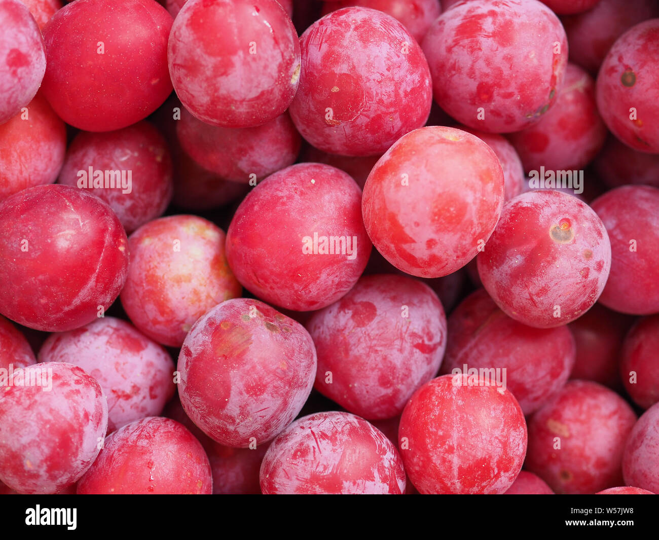 plum prune (Prunus domestica) aka European plum fruit vegetarian food ...