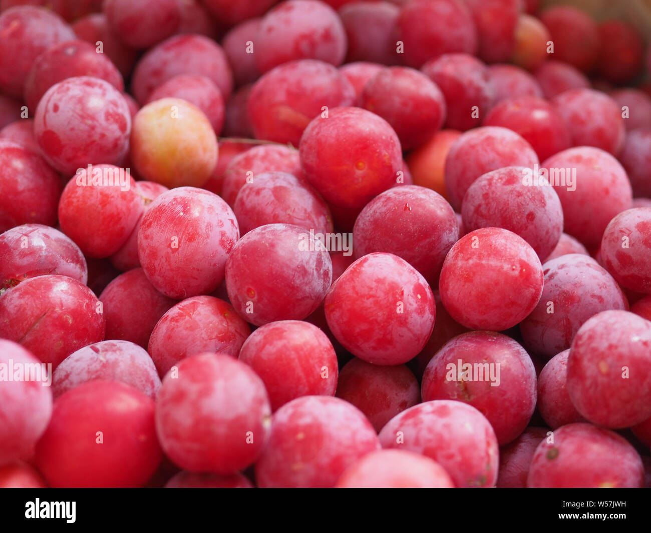 plum prune (Prunus domestica) aka European plum fruit vegetarian food ...
