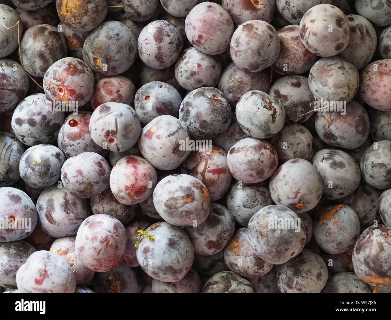 plum prune (Prunus domestica) aka European plum fruit vegetarian food ...