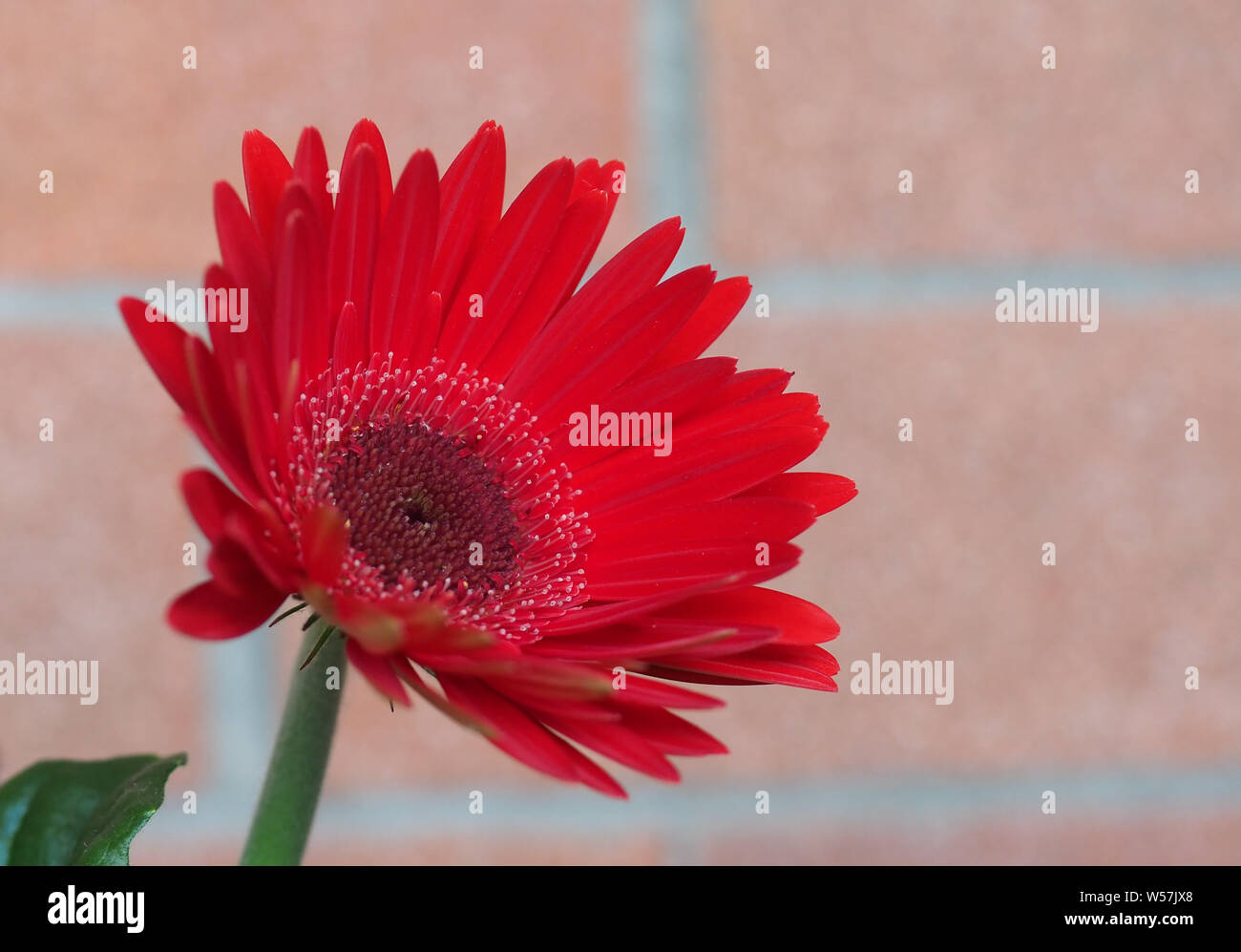 red flower of plant gerbera (Gerbera Hybrida) daisy Stock Photo - Alamy