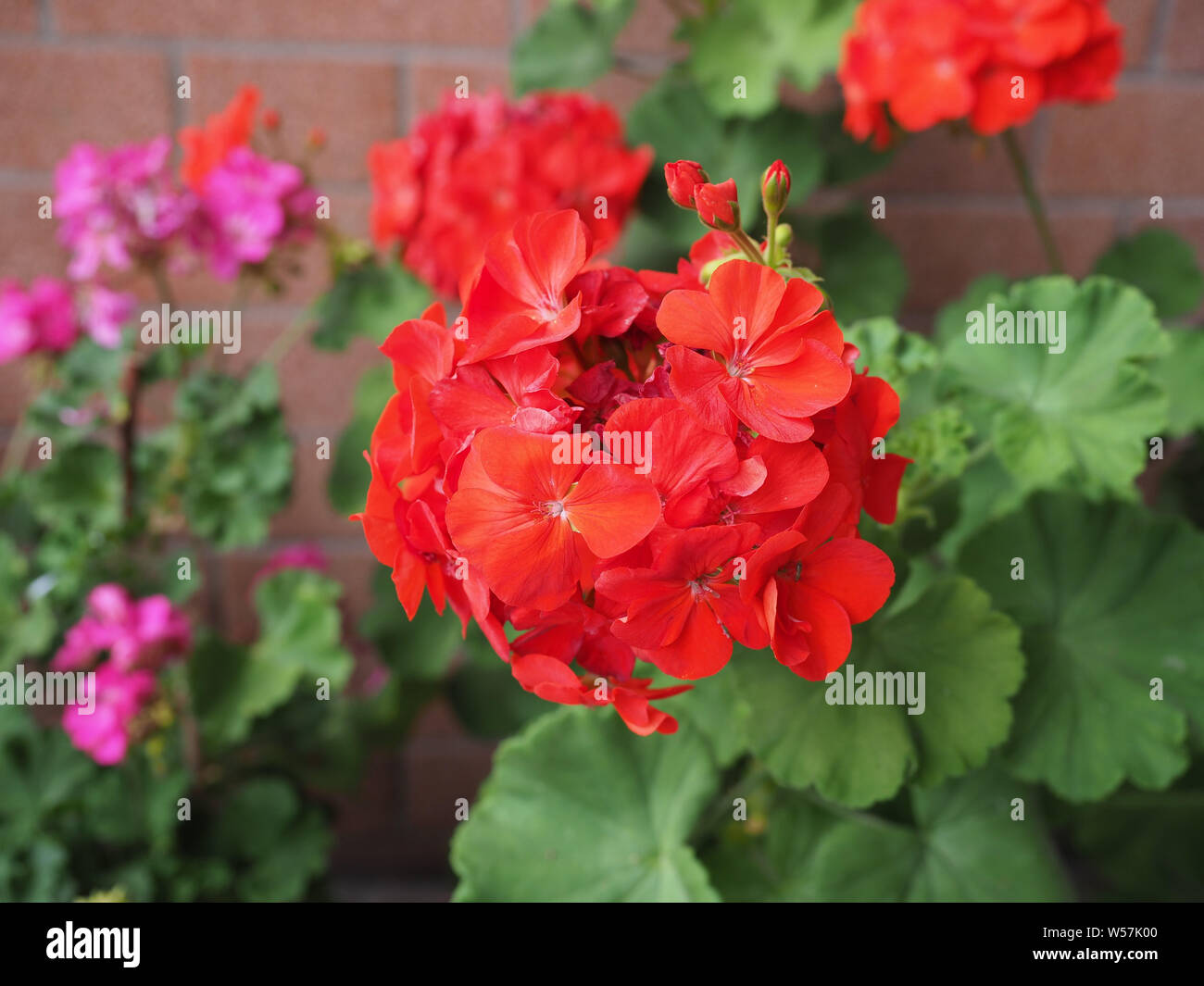 red flower of plant geranium (Geraniales) aka cranesbill Stock Photo ...