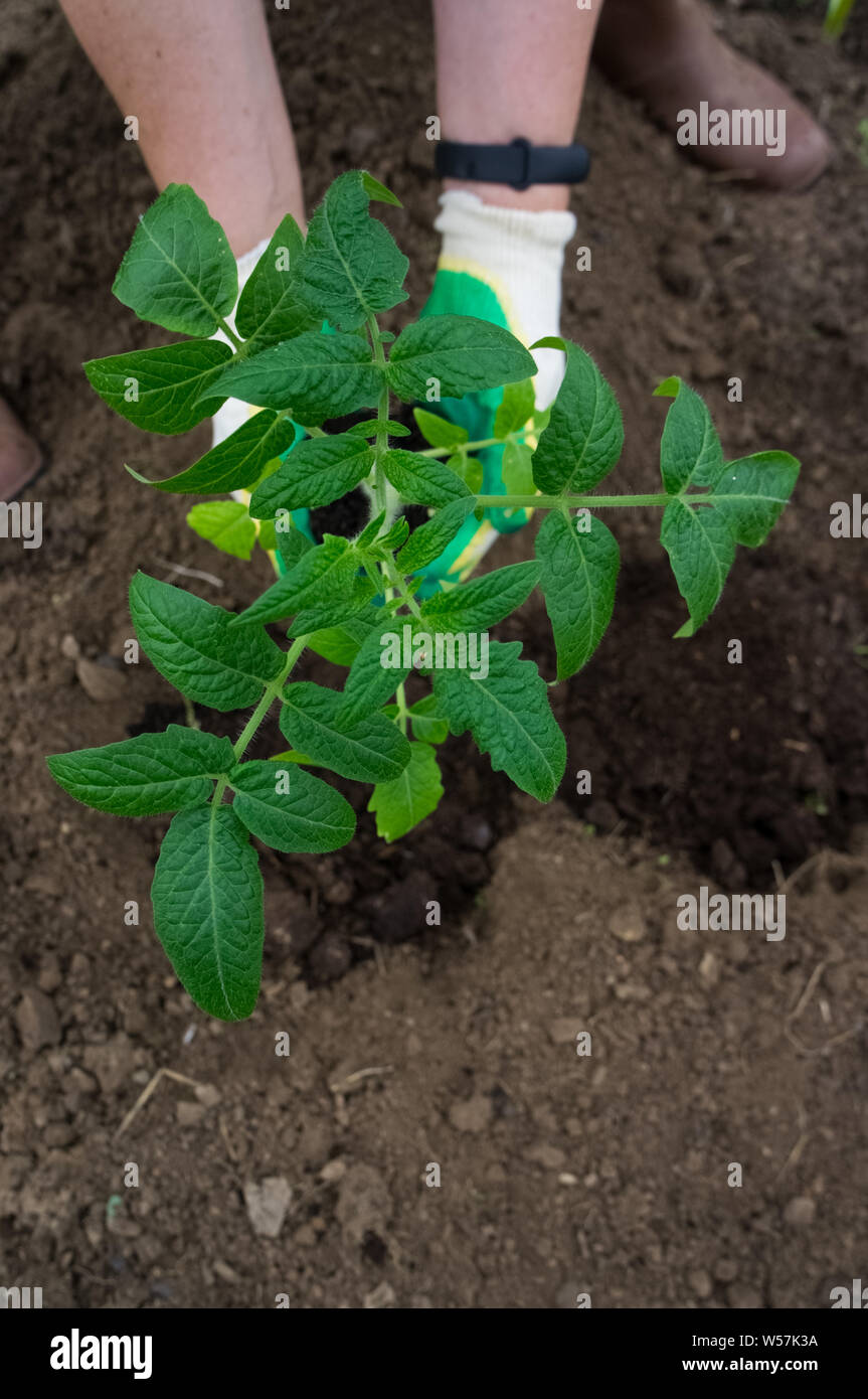 Planting a young bright green seedling in the ground Stock Photo - Alamy