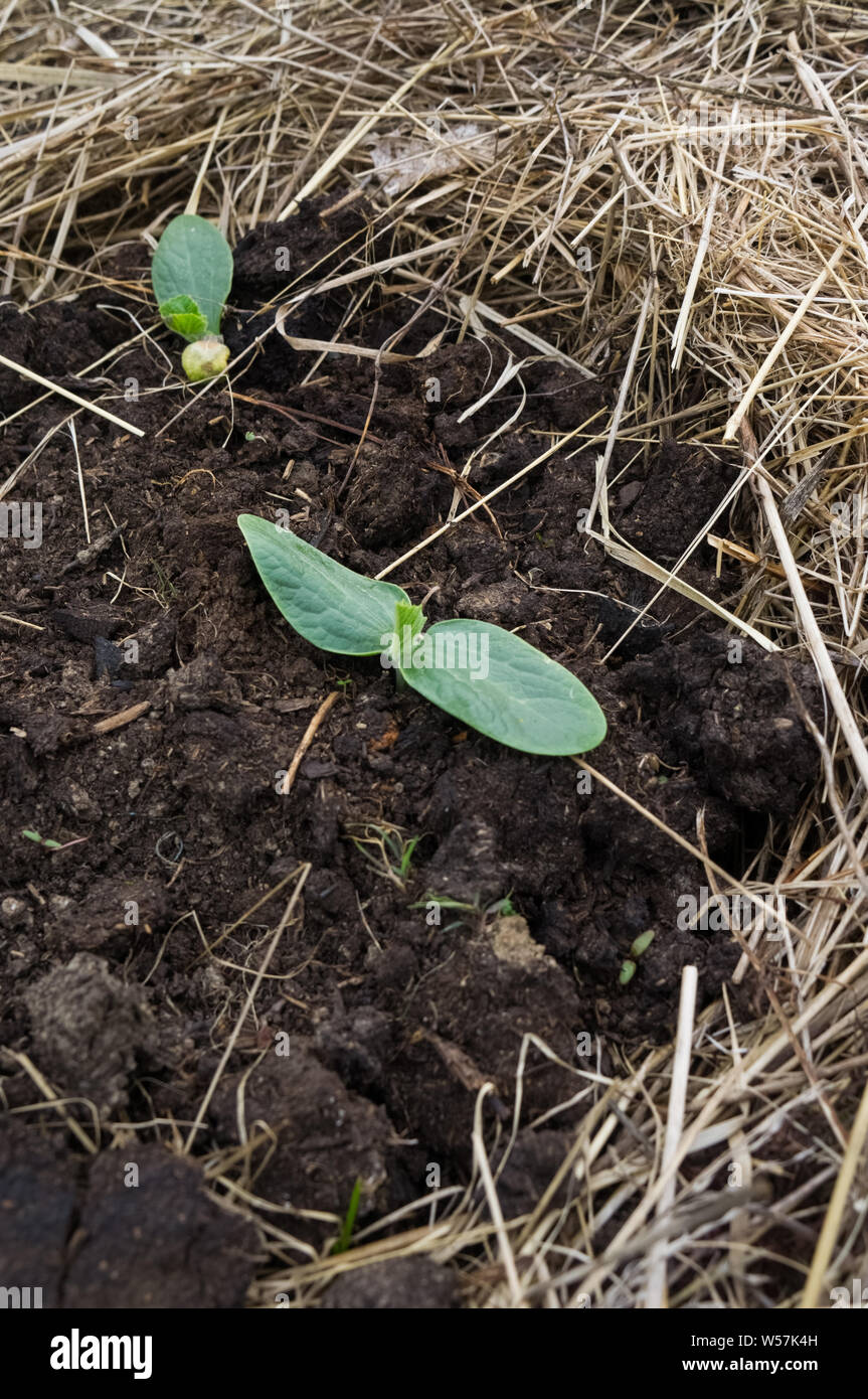 Sprouts of young plants with two leaves and wet land with dry hay ...