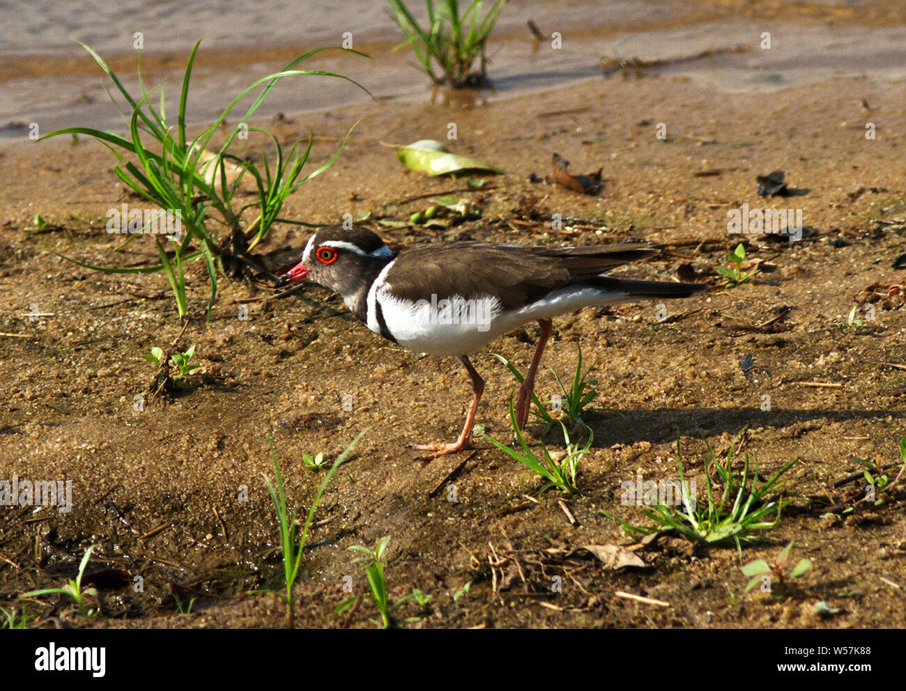 Threebanded plovers hi-res stock photography and images - Alamy
