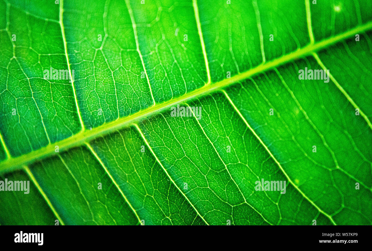 macro of leaf-veins Stock Photo - Alamy