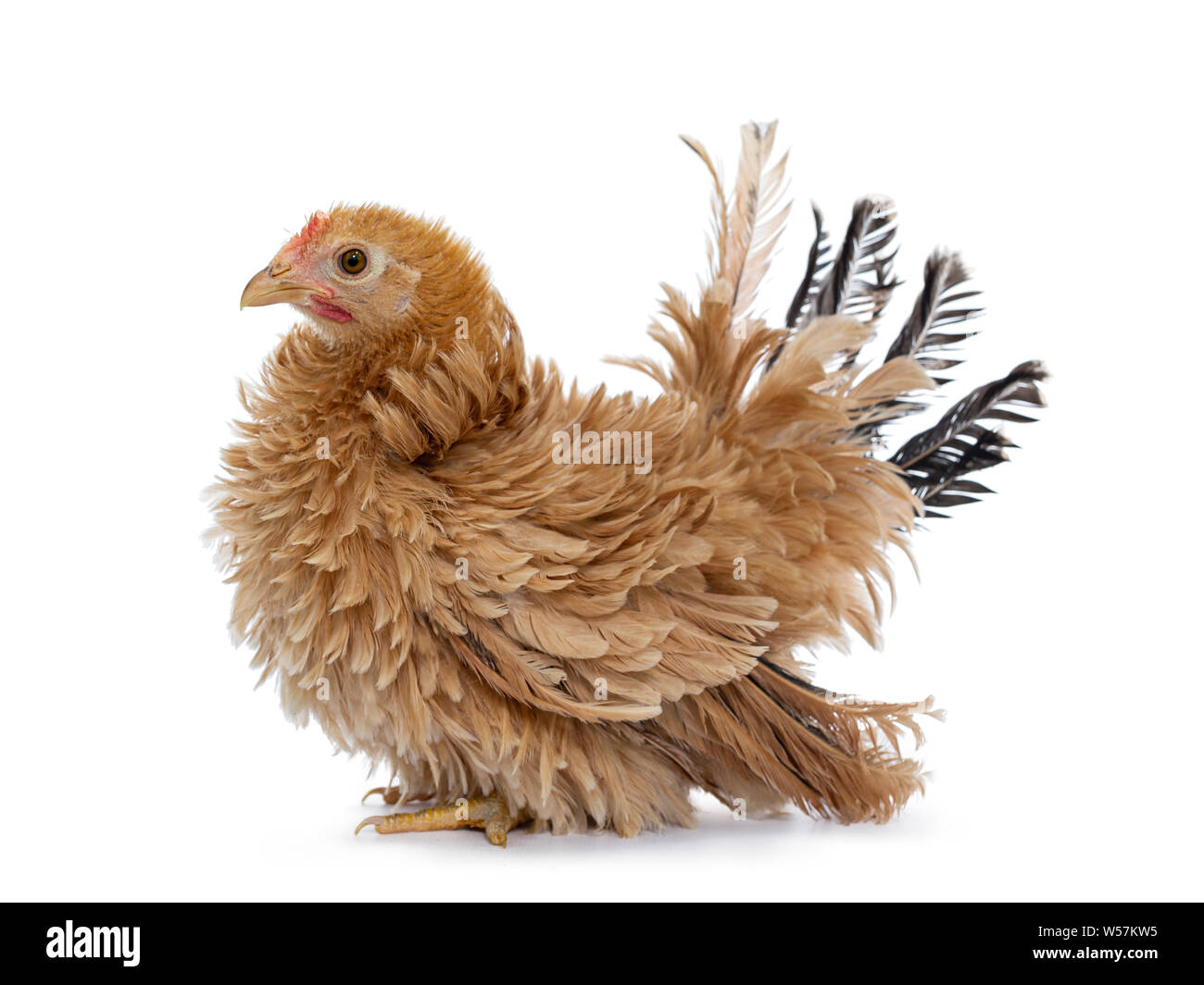 Pretty young Japanese Bantam / Chabo chicken, standing side ways ...
