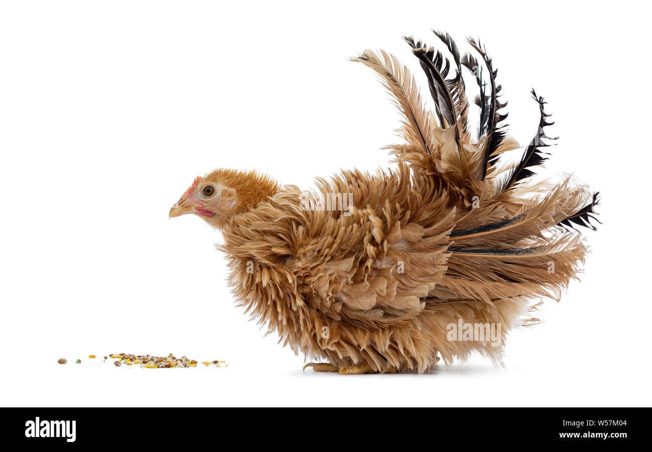 Japanese bantam hi-res stock photography and images - Alamy