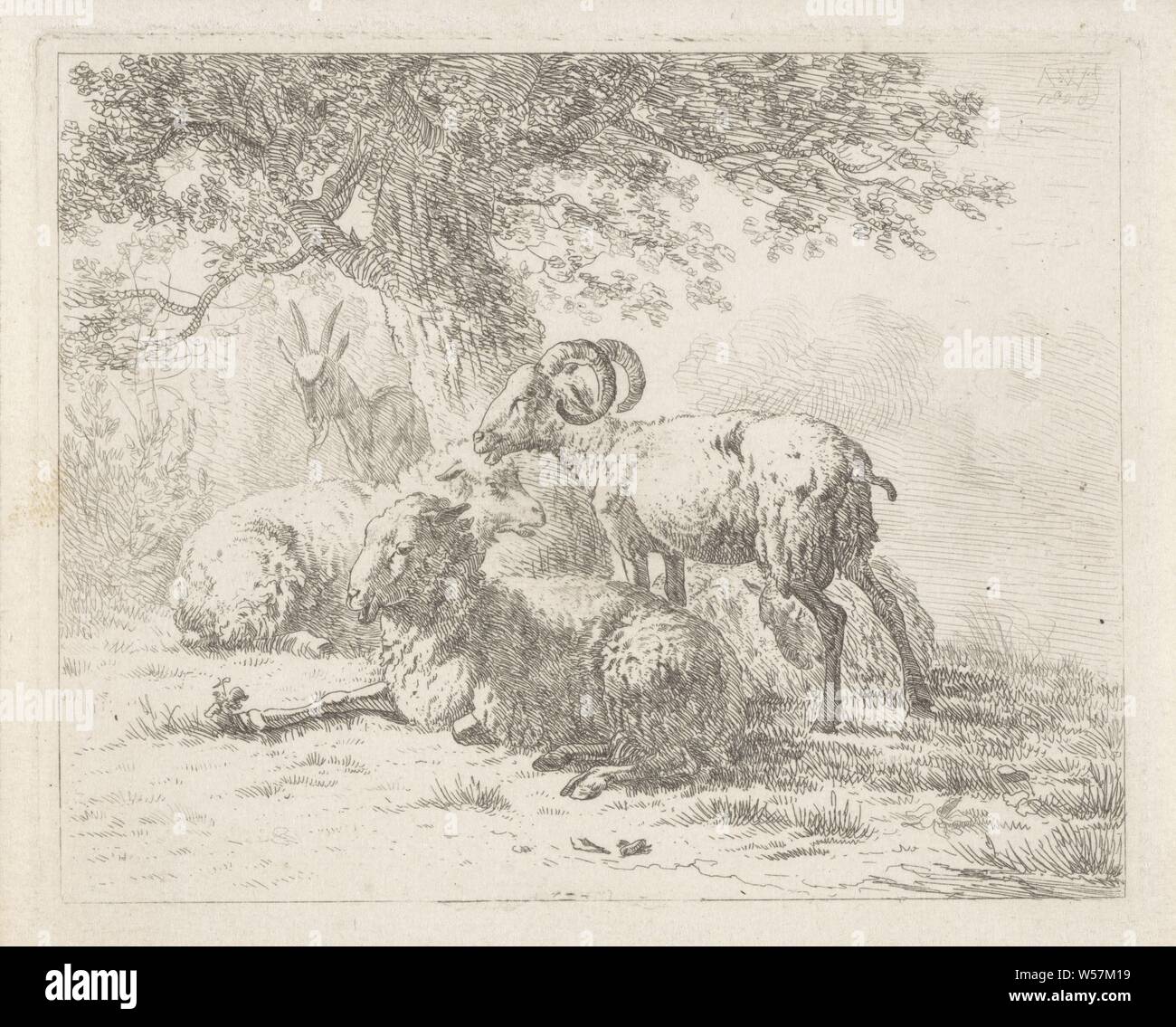 Goat in tree hi-res stock photography and images - Alamy