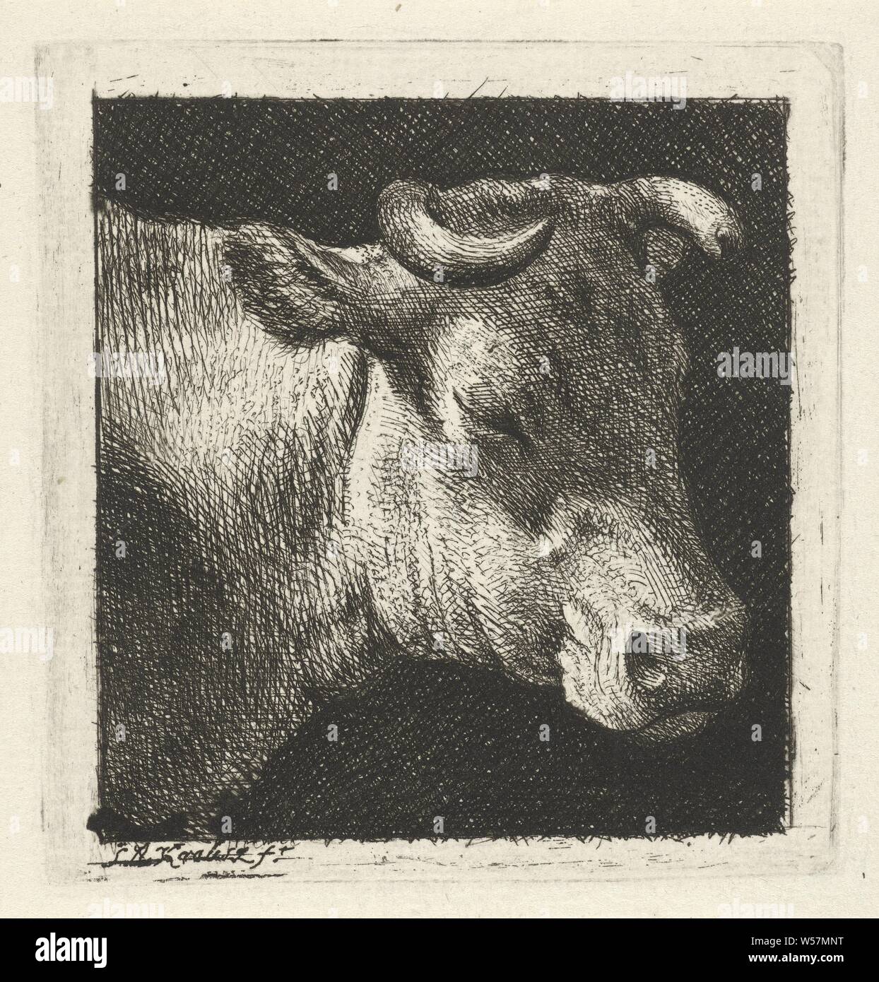 Right cow hi-res stock photography and images - Alamy