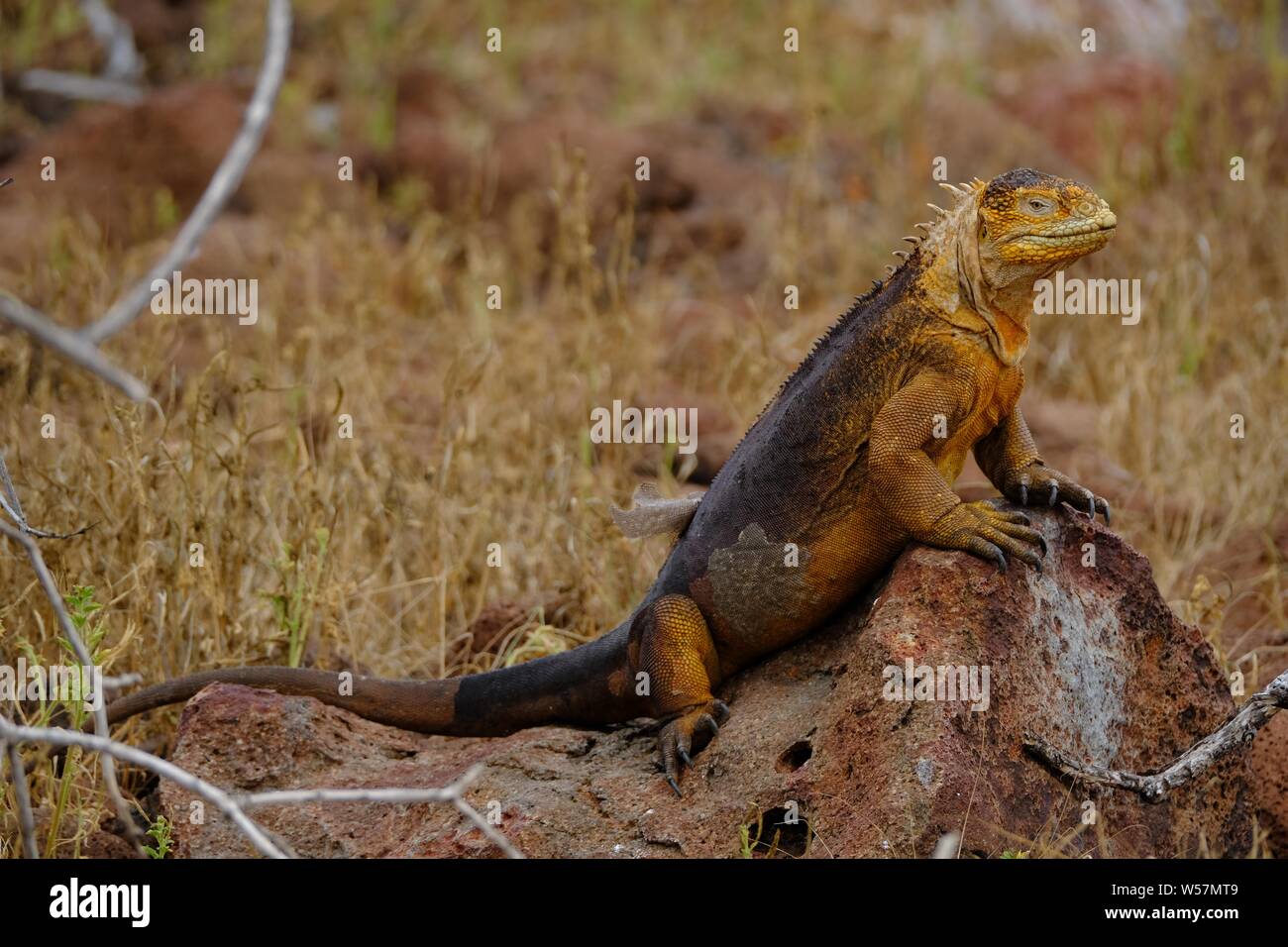Iguana standing on a rock near the dry grassy field with blurred ...