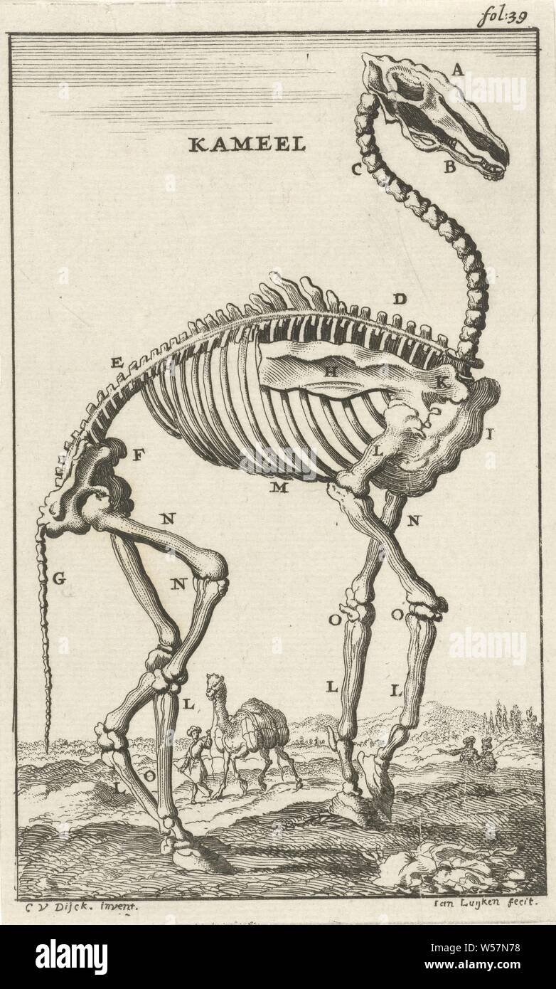 Skeleton of camel hi-res stock photography and images - Alamy