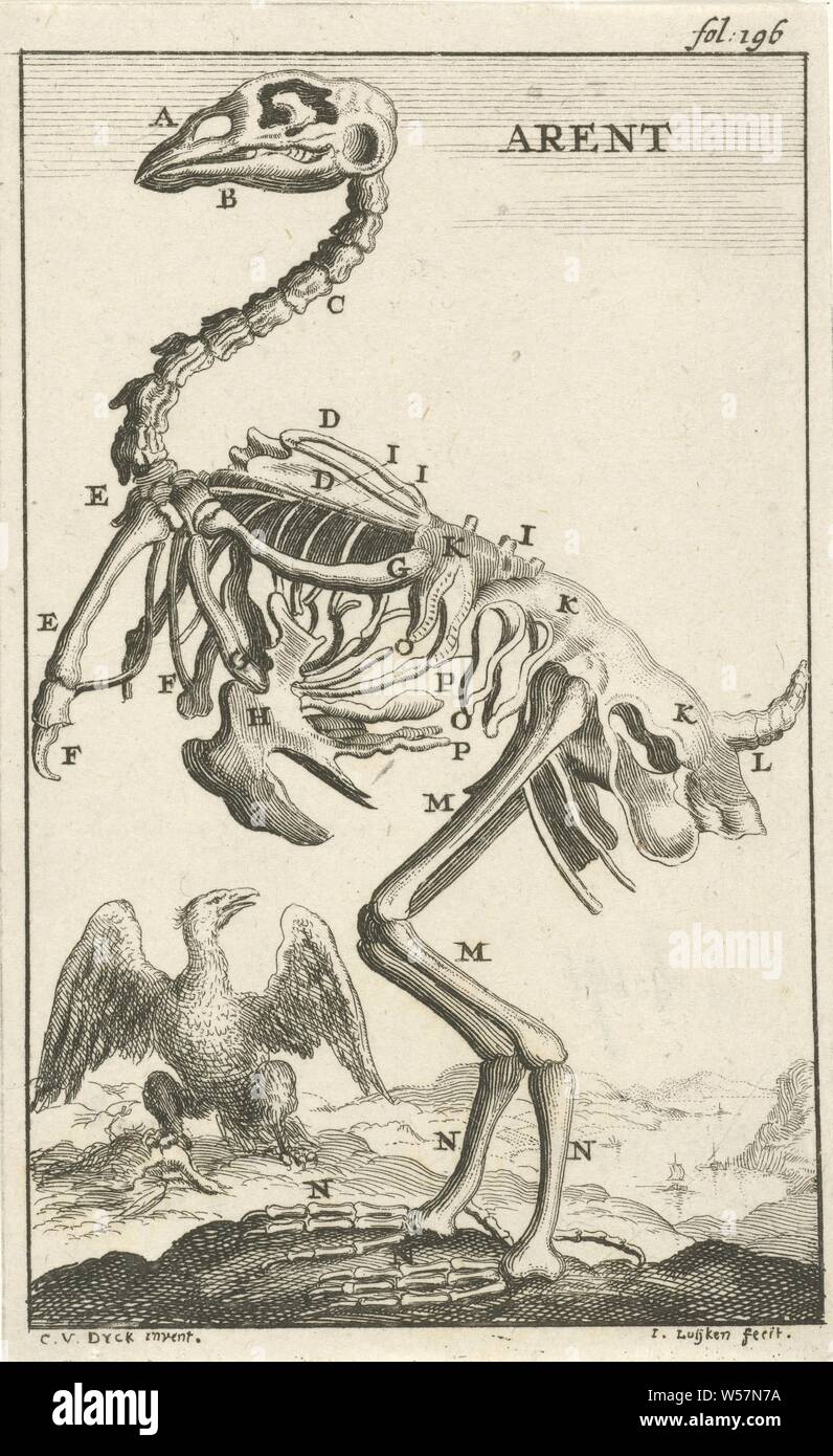 Eagle Anatomi Diagram Parts Of Bald Eagle Life Cycle Types
