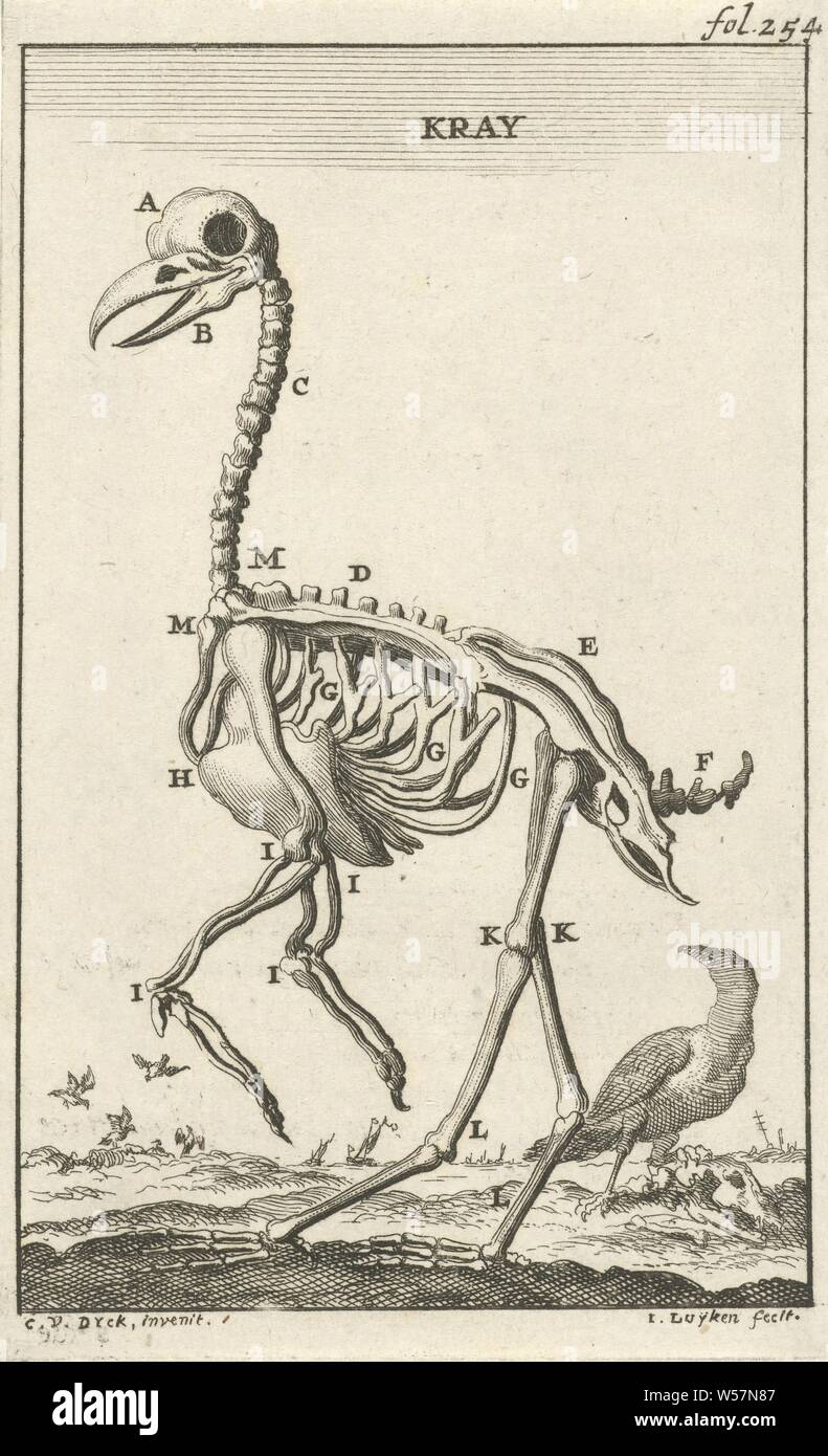 Skeleton of a crow Kray (title on object), Print top right marked: fol ...