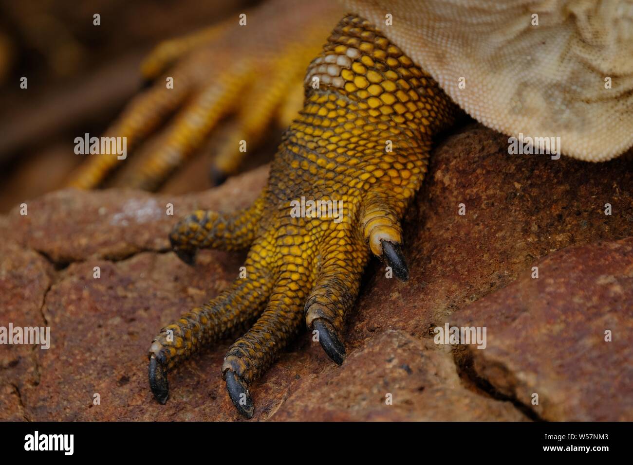 Closeup of iguanas feet and sharp nails on a rock with blurred ...