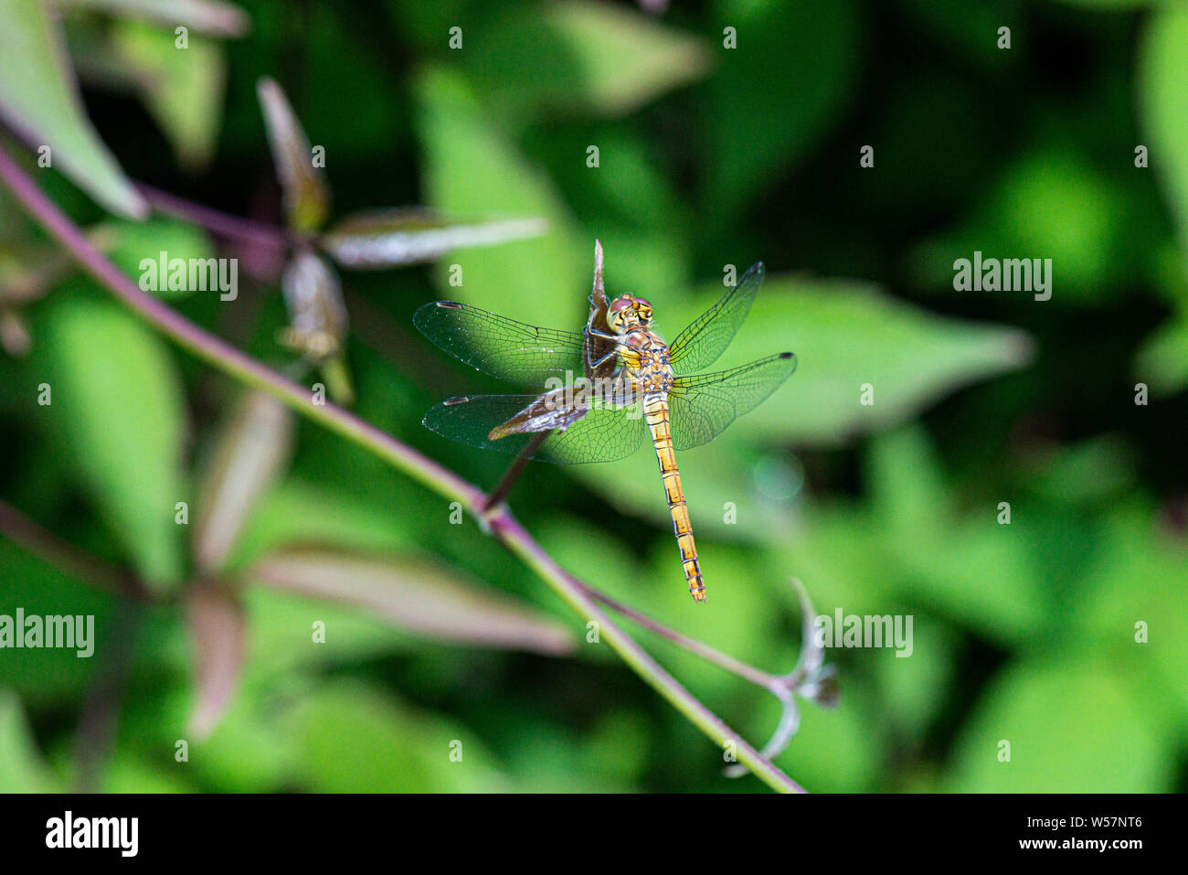 A female vagrant darter dragonfly (Sympetrum vulgatum) on a leaf Stock ...