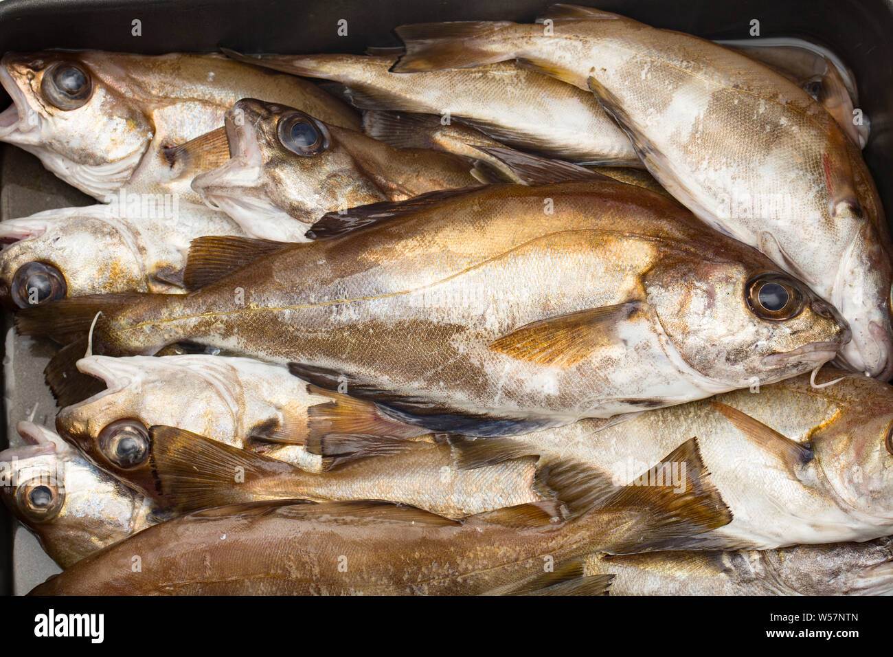 Pout fish hi-res stock photography and images - Alamy