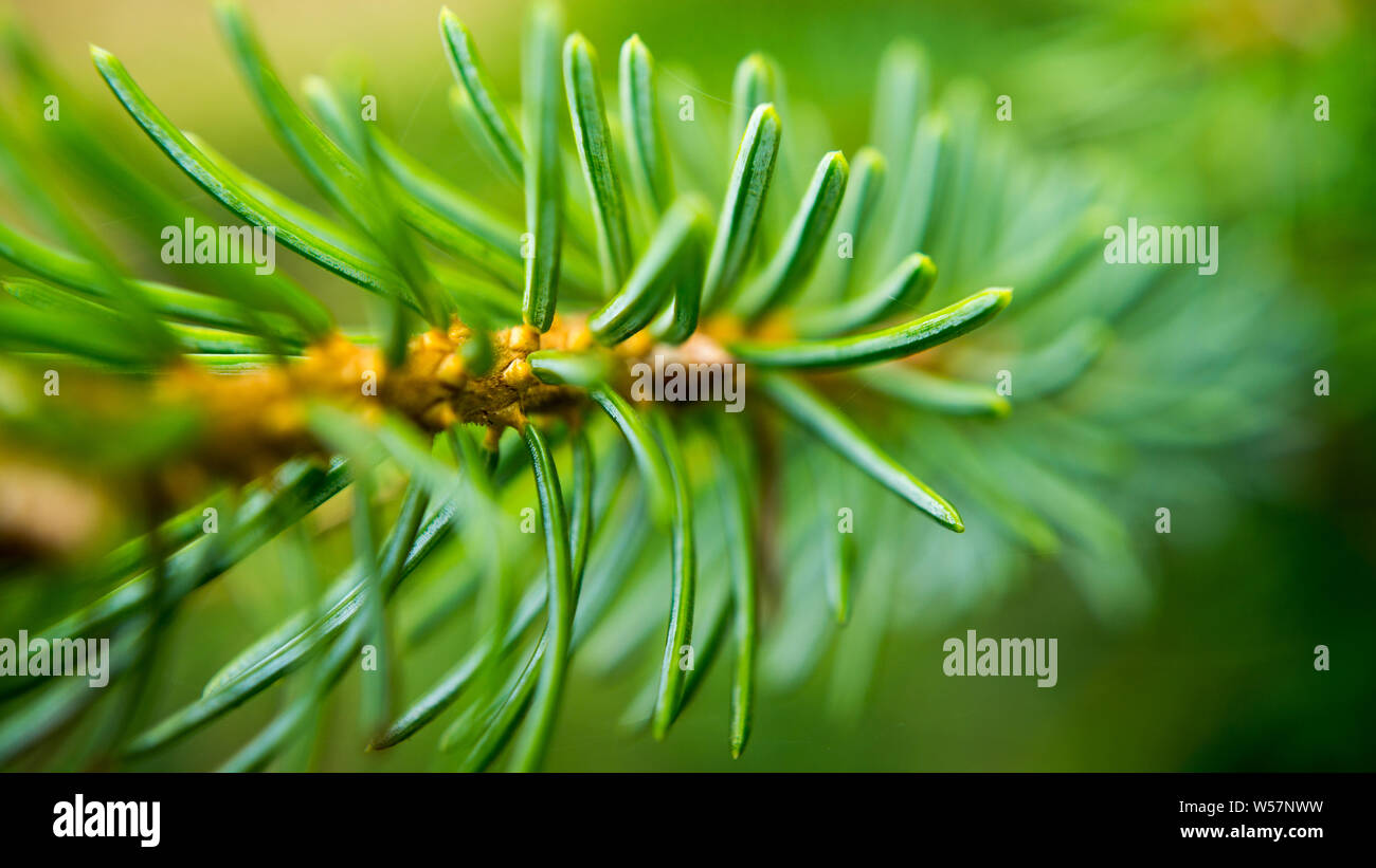 Conifer branch plant hi-res stock photography and images - Alamy