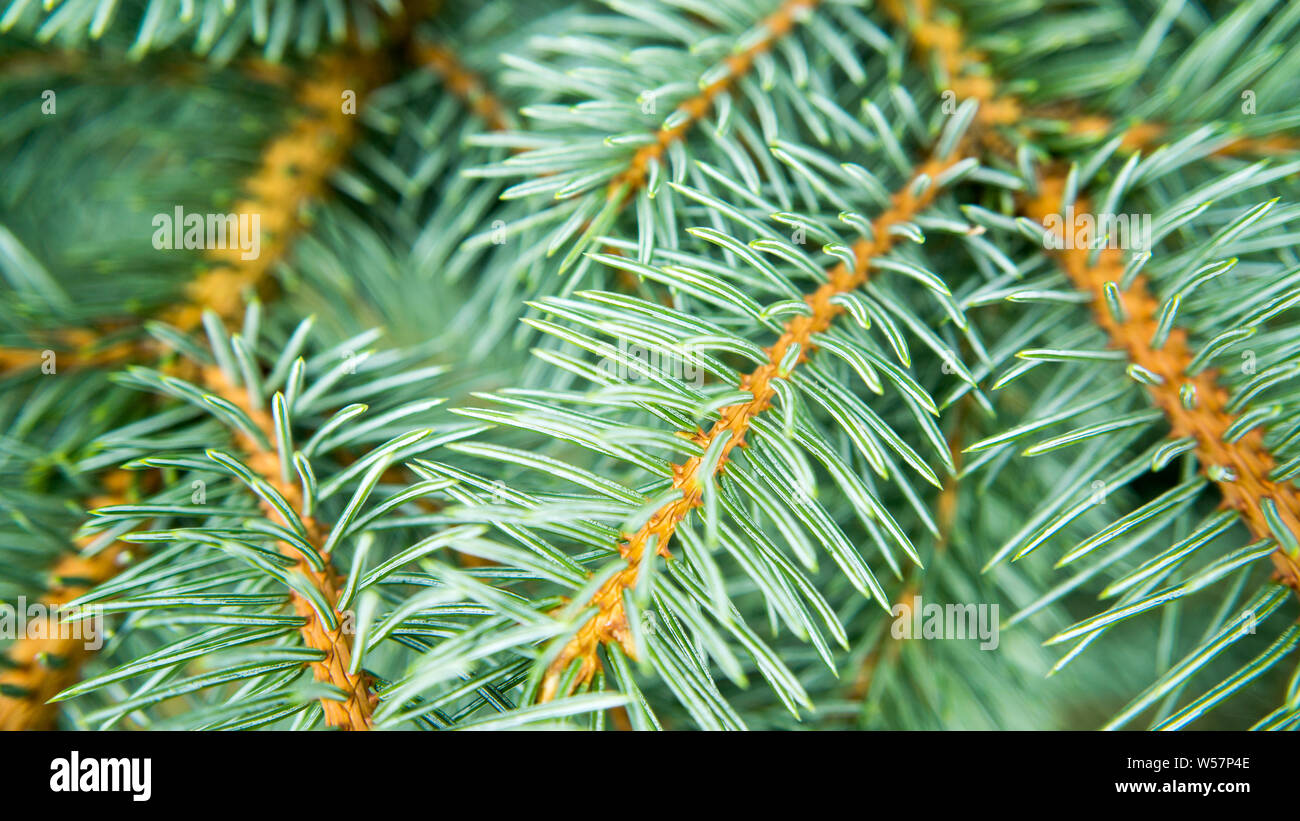 Leaf spruce hi-res stock photography and images - Alamy