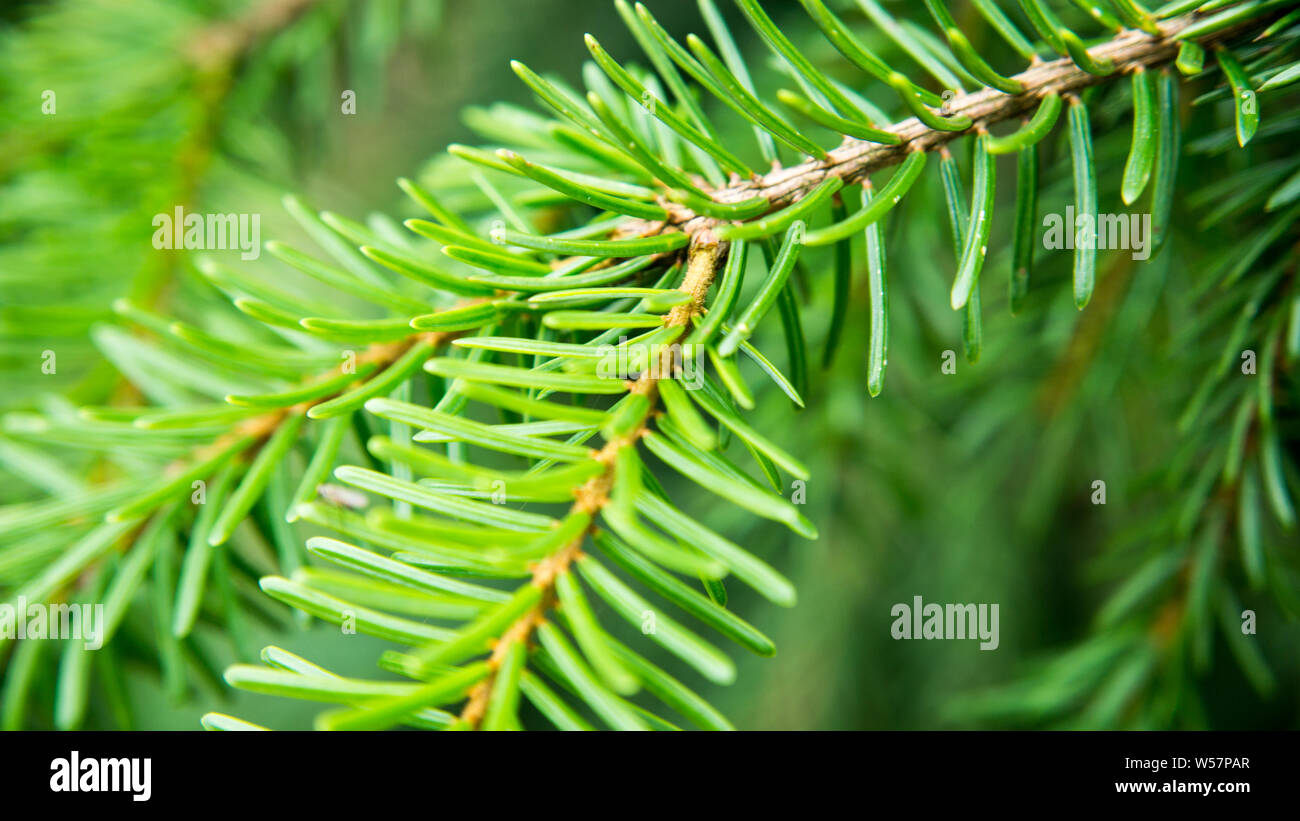 twigs of conifer Stock Photo - Alamy