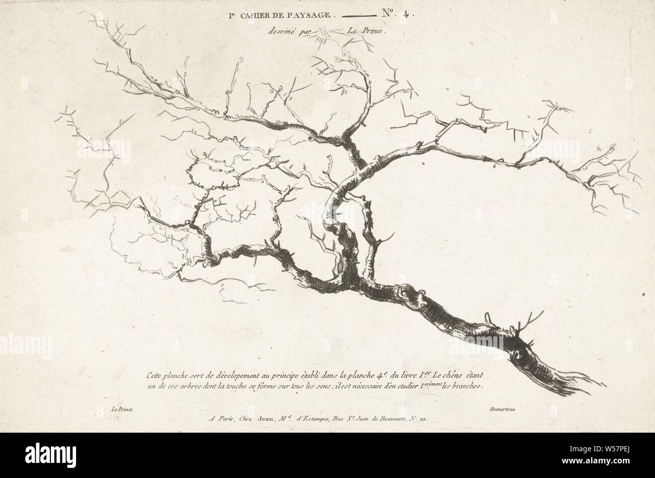 Bare Tree Branch Drawing