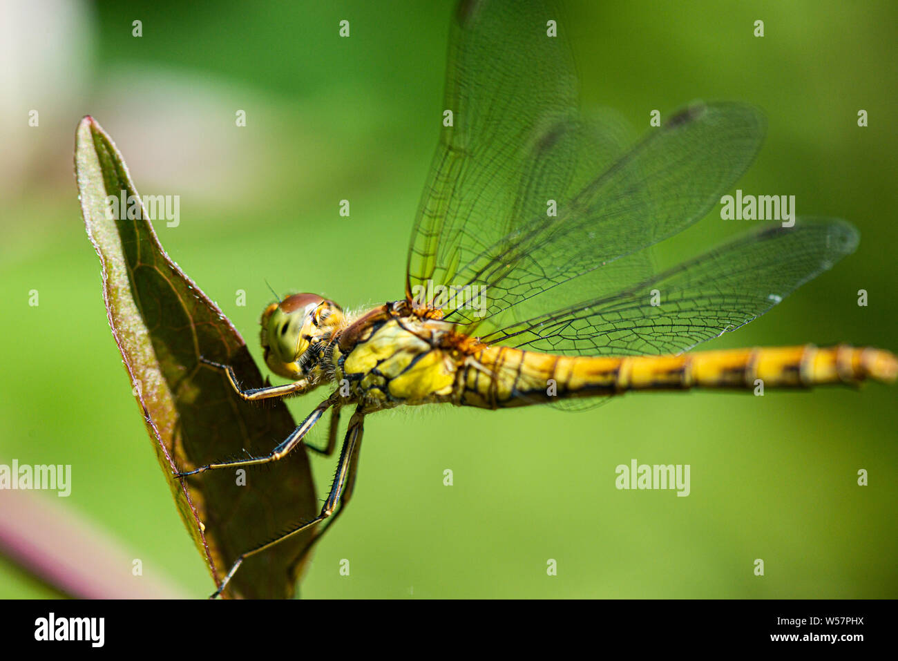 A female vagrant darter dragonfly (Sympetrum vulgatum) on a leaf Stock ...
