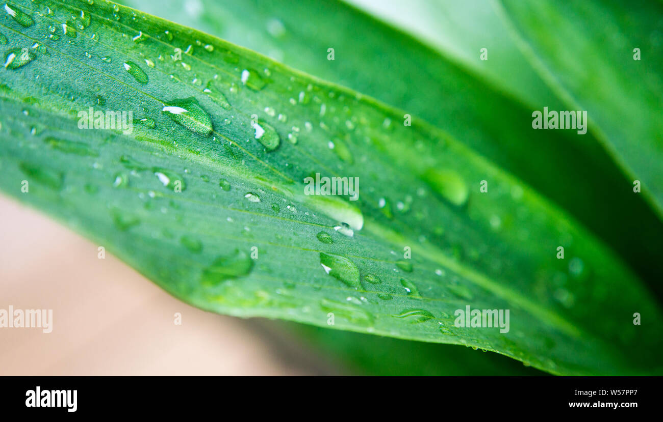 Plant long leaves green color hi-res stock photography and images - Alamy