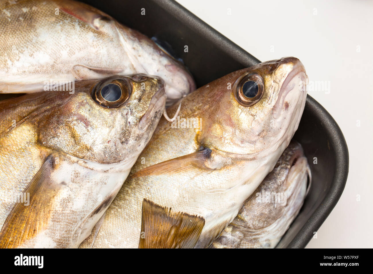 Pout fish hi-res stock photography and images - Alamy