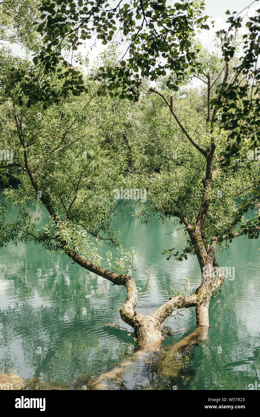 A tree above green river Stock Photo - Alamy