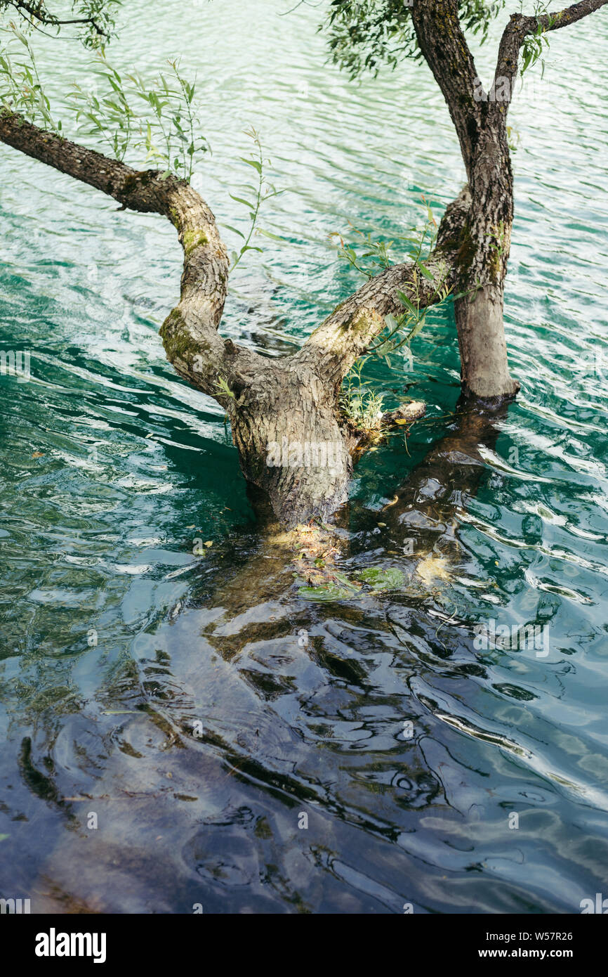 Tree in the river Stock Photo - Alamy