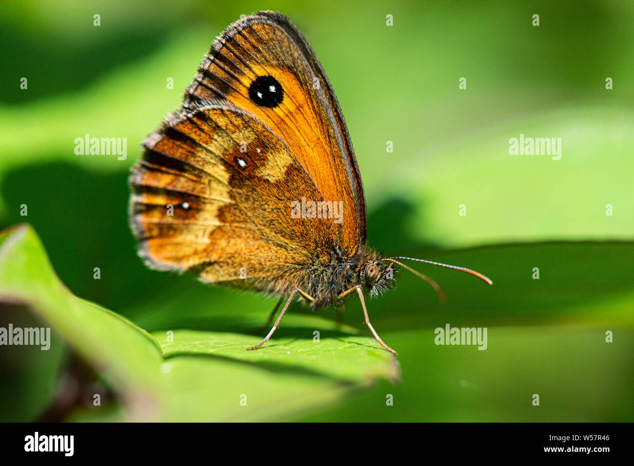 A gatekeeper butterfly (Pyronia tithonus) on a leaf Stock Photo - Alamy