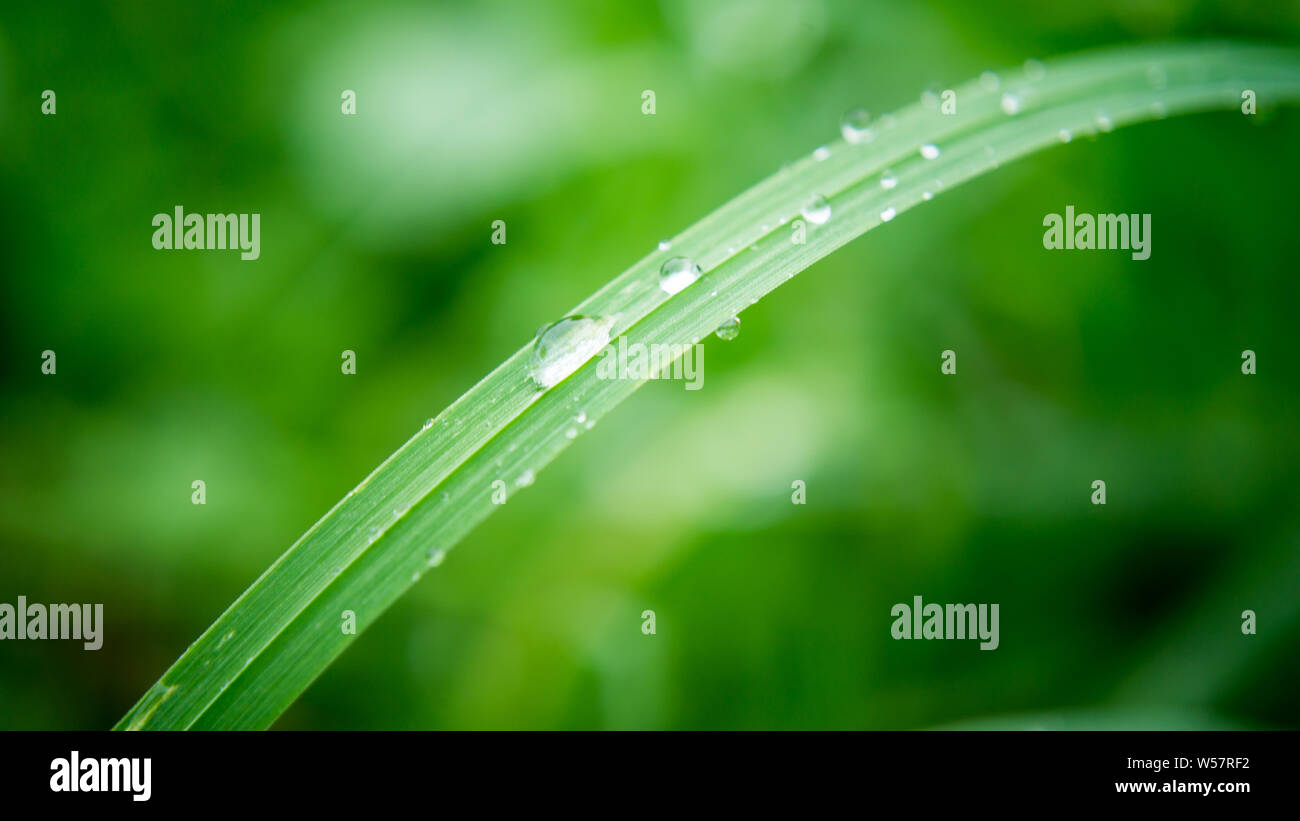water drops on long blade of grass Stock Photo - Alamy
