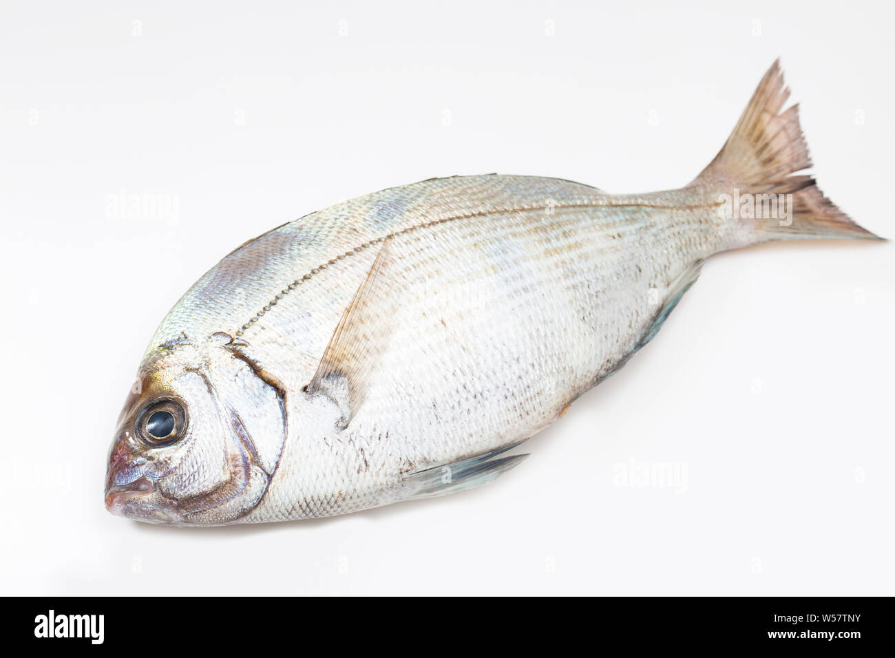 A fresh, uncooked Black bream, Spondyliosoma cantharus, that was caught ...