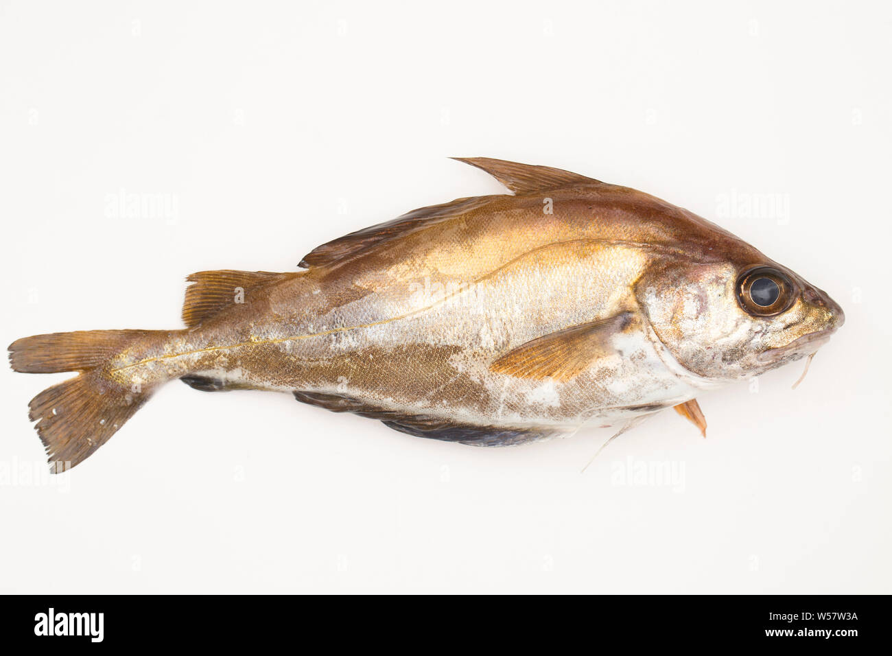 Pout fish hi-res stock photography and images - Alamy