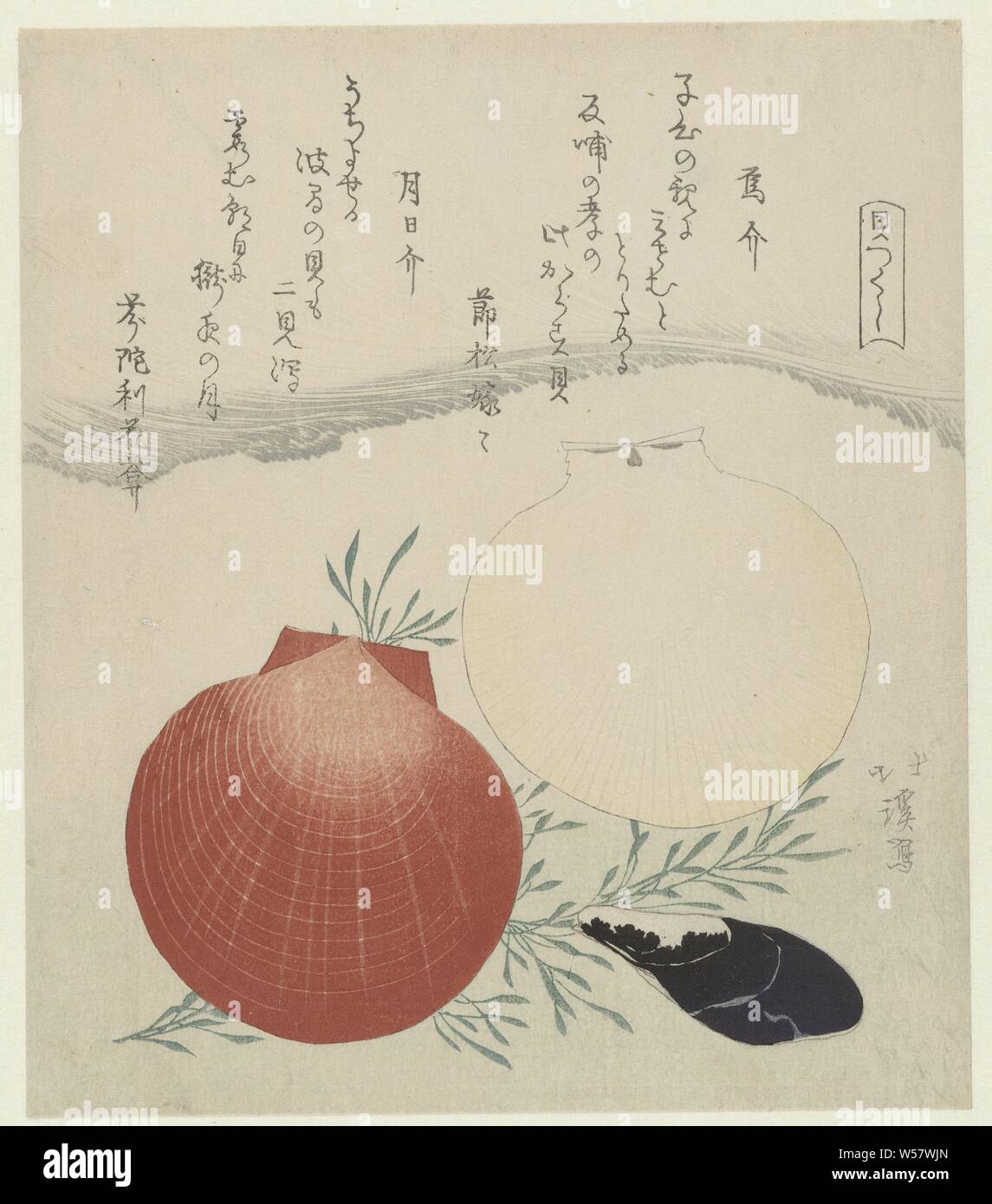 Sun and moon shells hi-res stock photography and images - Alamy