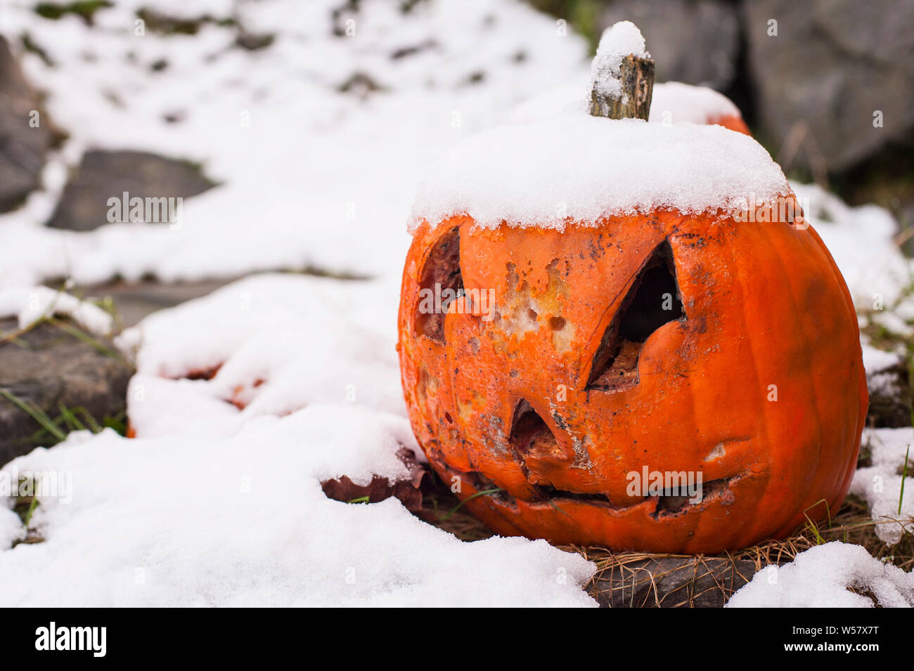 Early morning with carved pumpkin decaying on rock, snow covered Stock ...