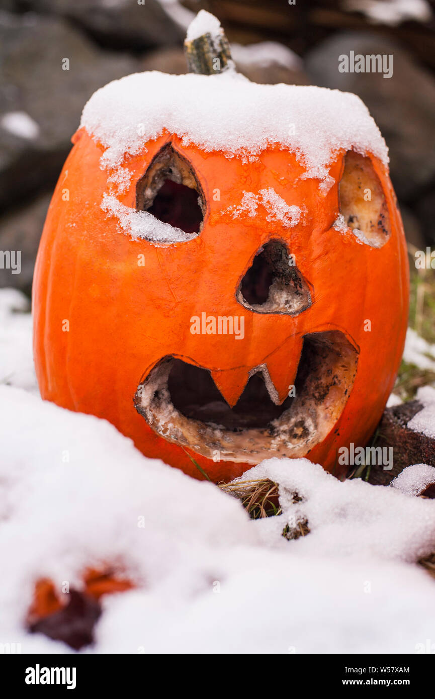 Early morning with carved pumpkin decaying on rock, snow covered Stock ...