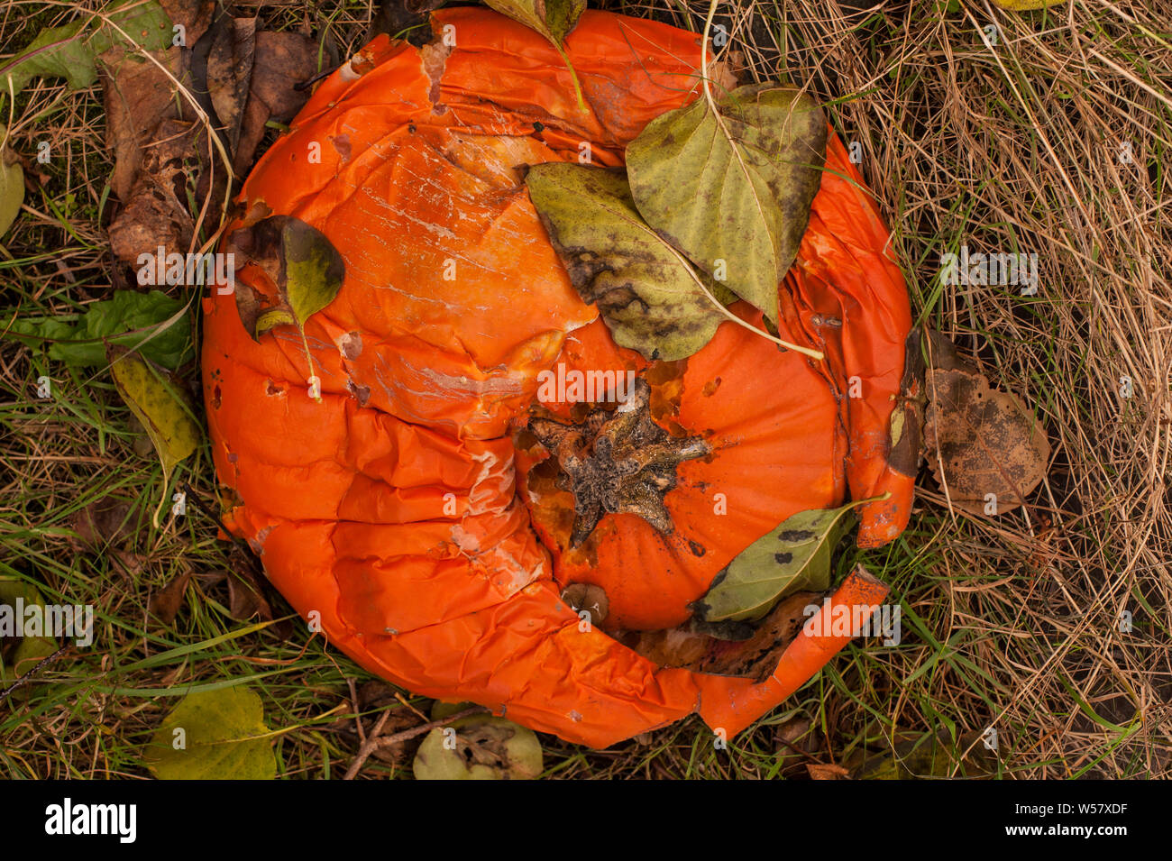 Early morning with carved pumpkins decaying on lawn Stock Photo - Alamy