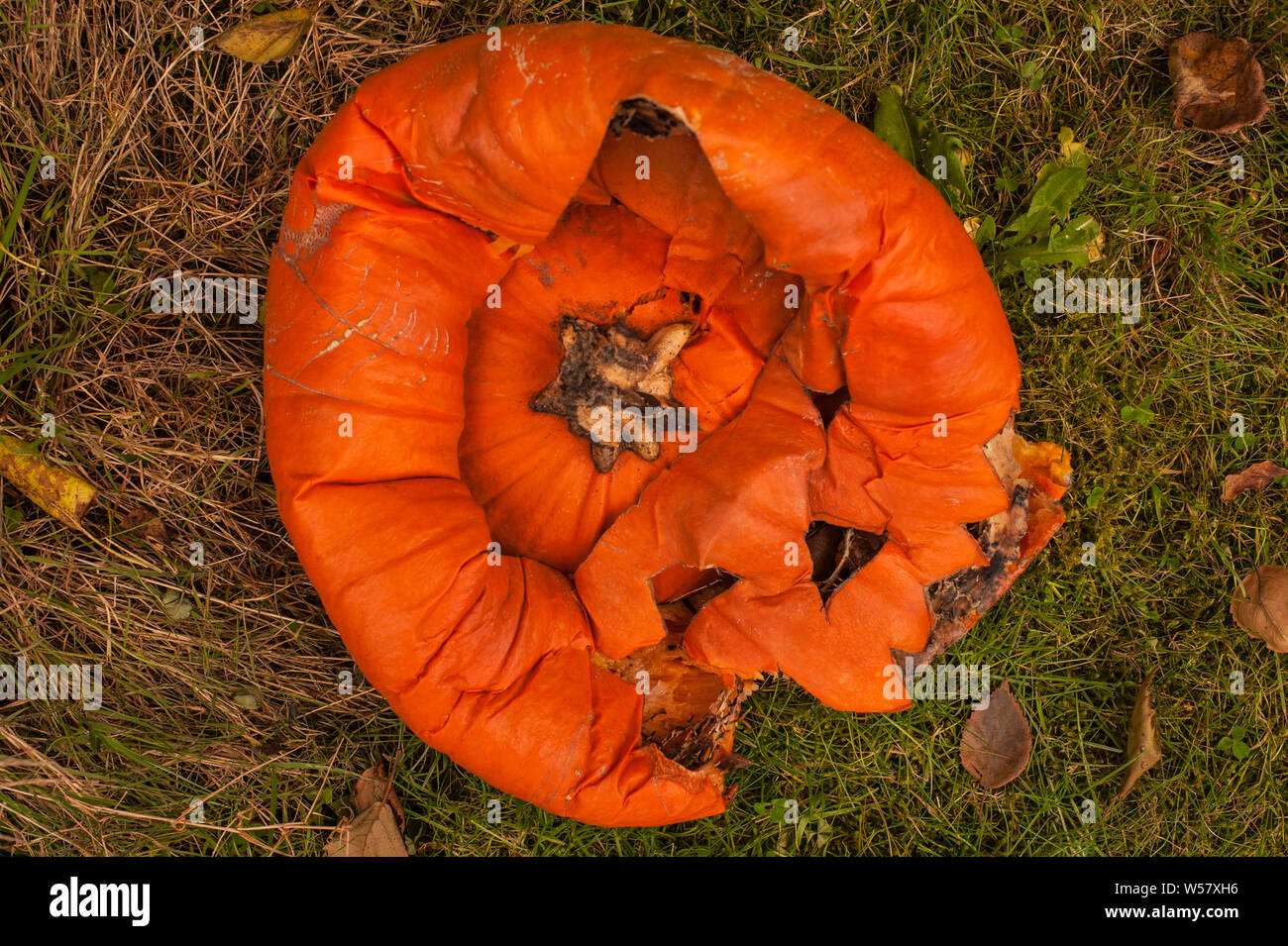 Early morning with carved pumpkins decaying on lawn Stock Photo - Alamy