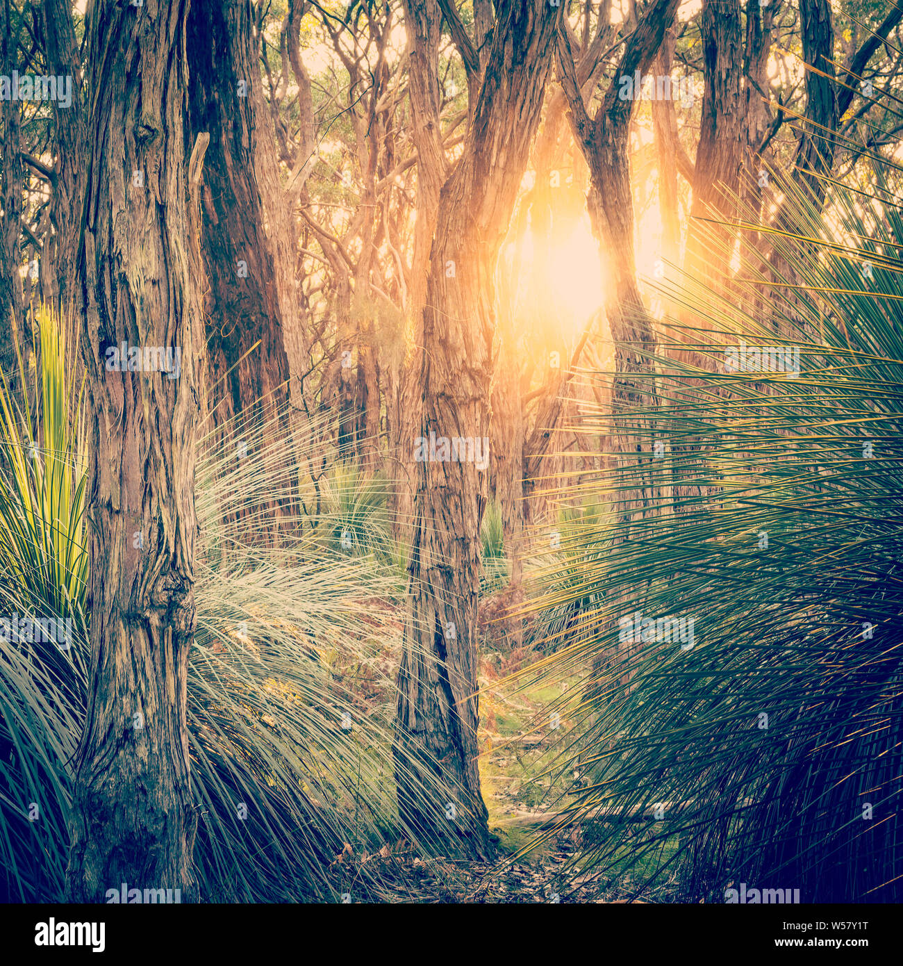 light through trees effect