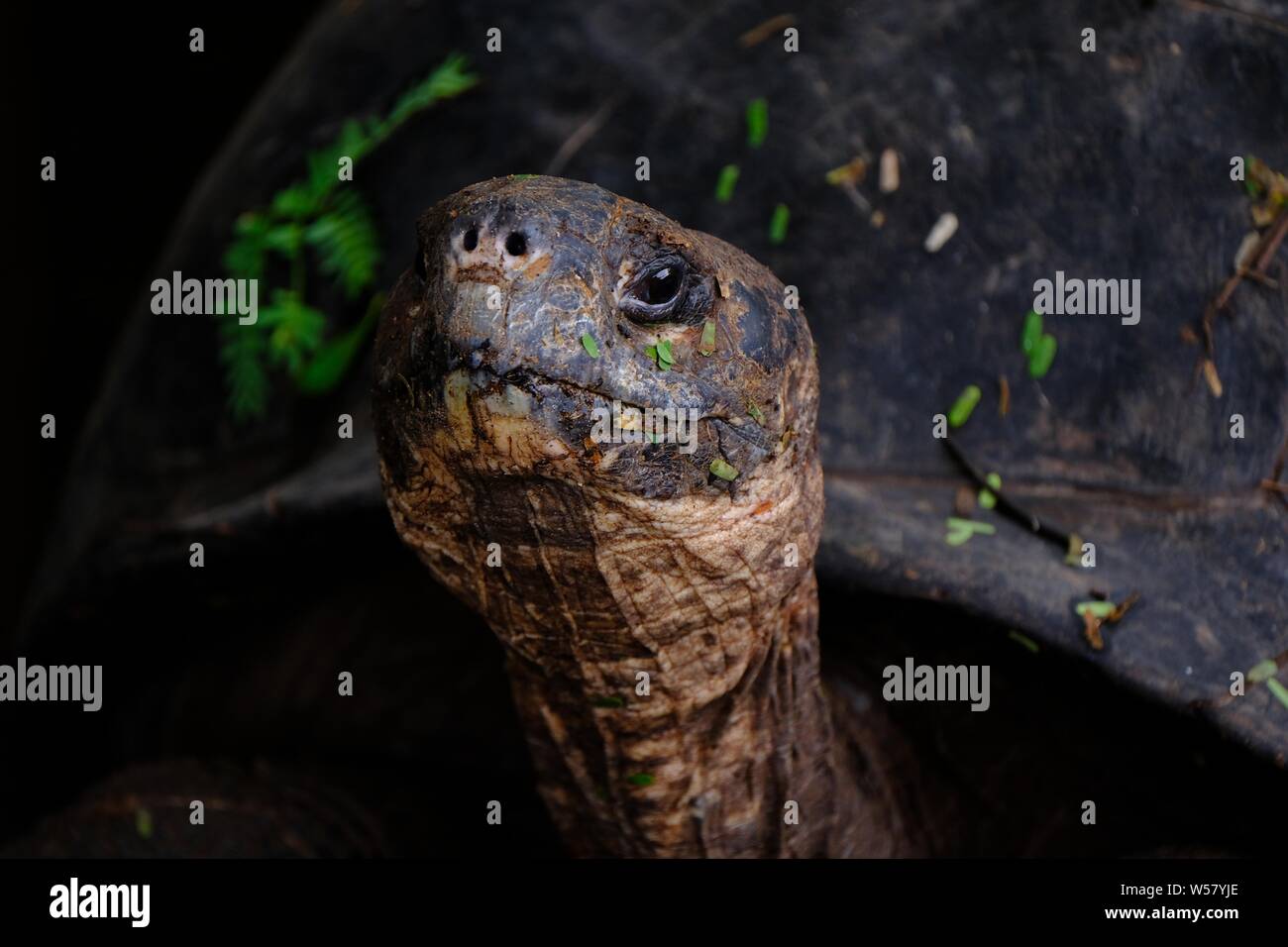Florida freshwater tortoise hi-res stock photography and images - Alamy