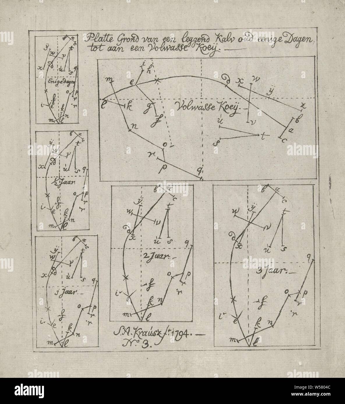 Schematic sheep hi-res stock photography and images - Alamy