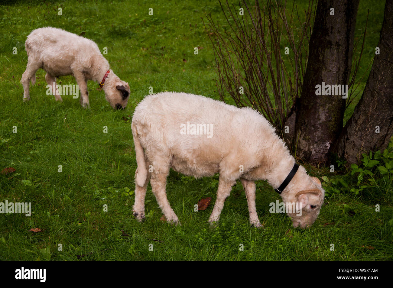 Two young sheep grazing Stock Photo - Alamy