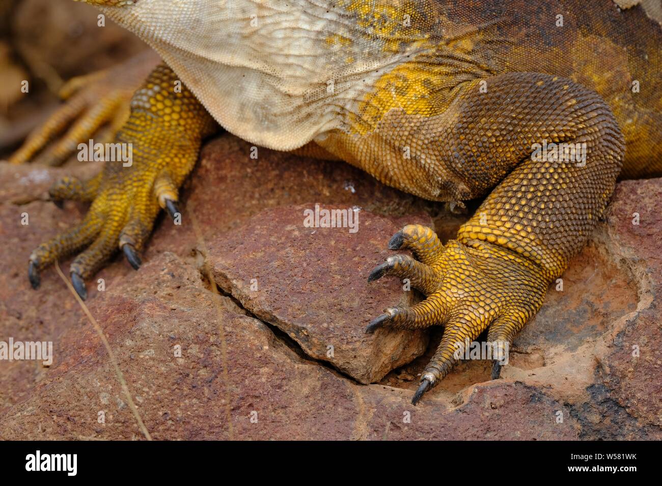Closeup of yellow iguanas feet with sharp nails on a rock Stock Photo ...