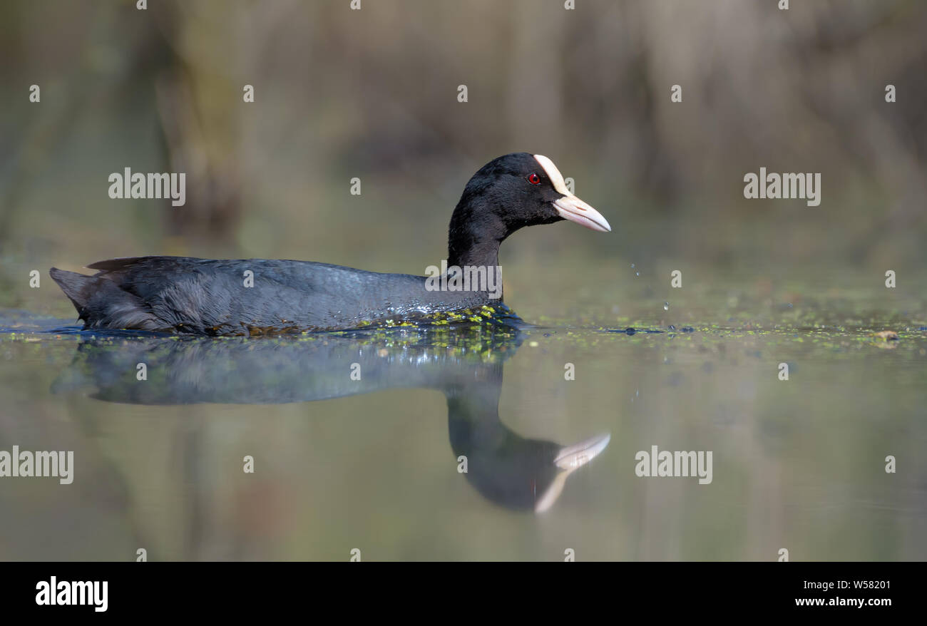 Female Eurasian Coot swims quickly in spring water of forest pond Stock ...